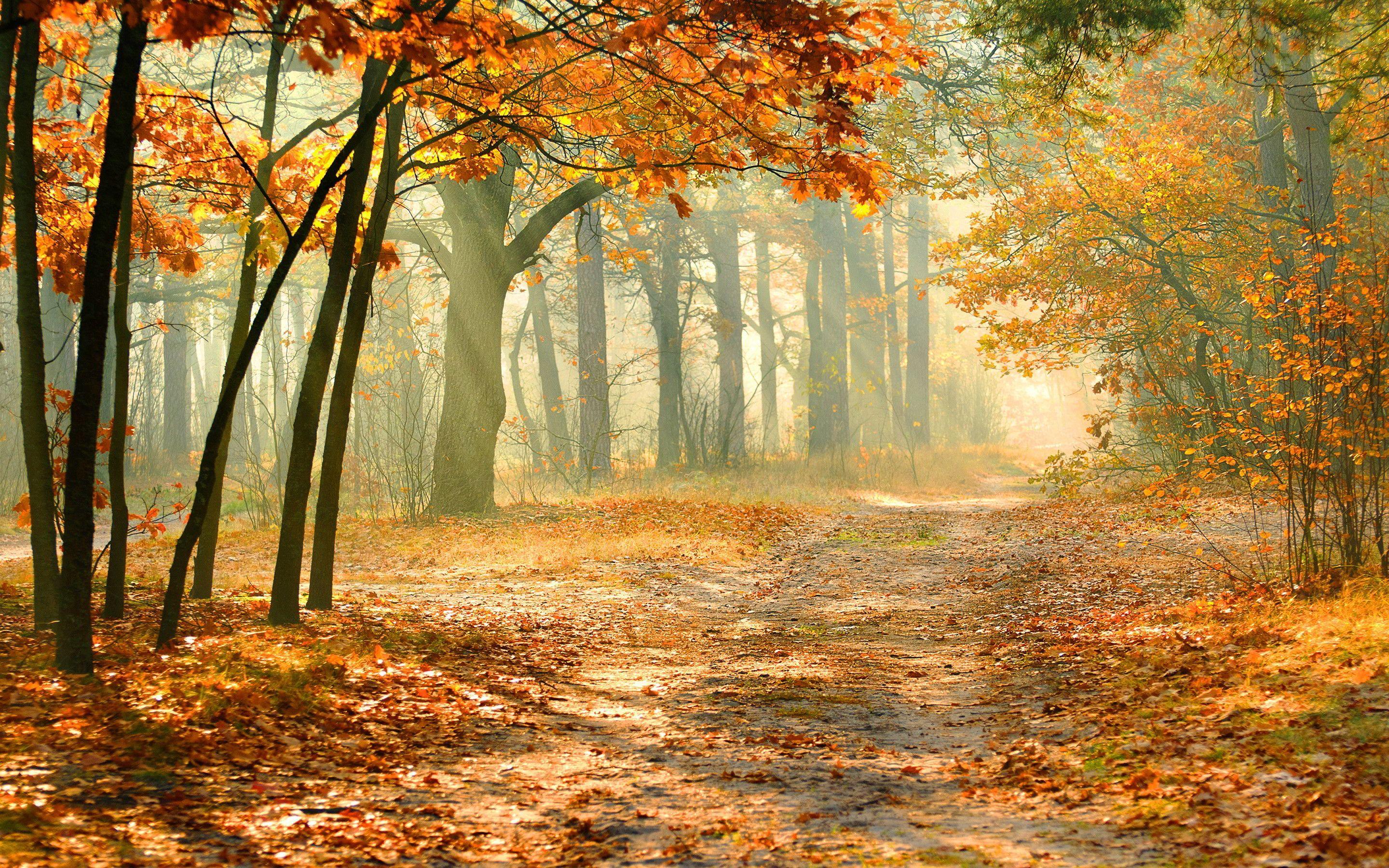 Fall Forest Wallpapers - Top Free Fall Forest Backgrounds - WallpaperAccess