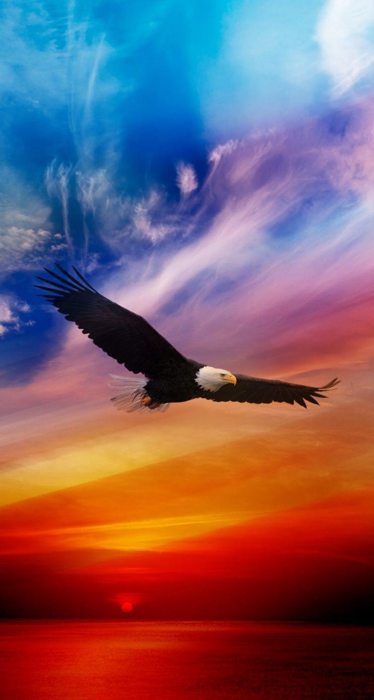 Flying Eagle Wallpapers - Top Free Flying Eagle Backgrounds - WallpaperAccess