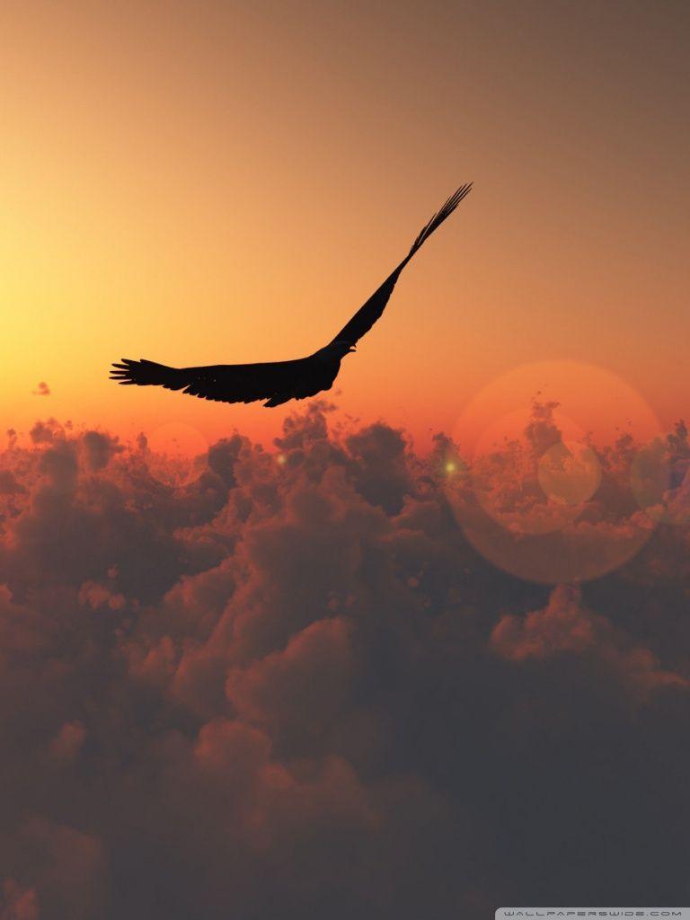Eagle iPhone Wallpapers - Top Free Eagle iPhone Backgrounds - WallpaperAccess