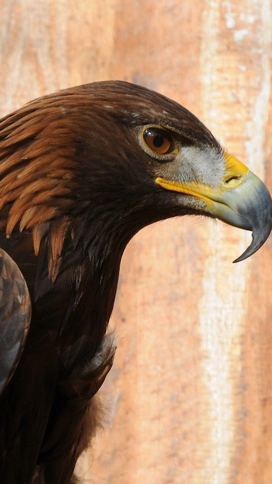 Eagle iPhone Wallpapers - Top Free Eagle iPhone Backgrounds - WallpaperAccess