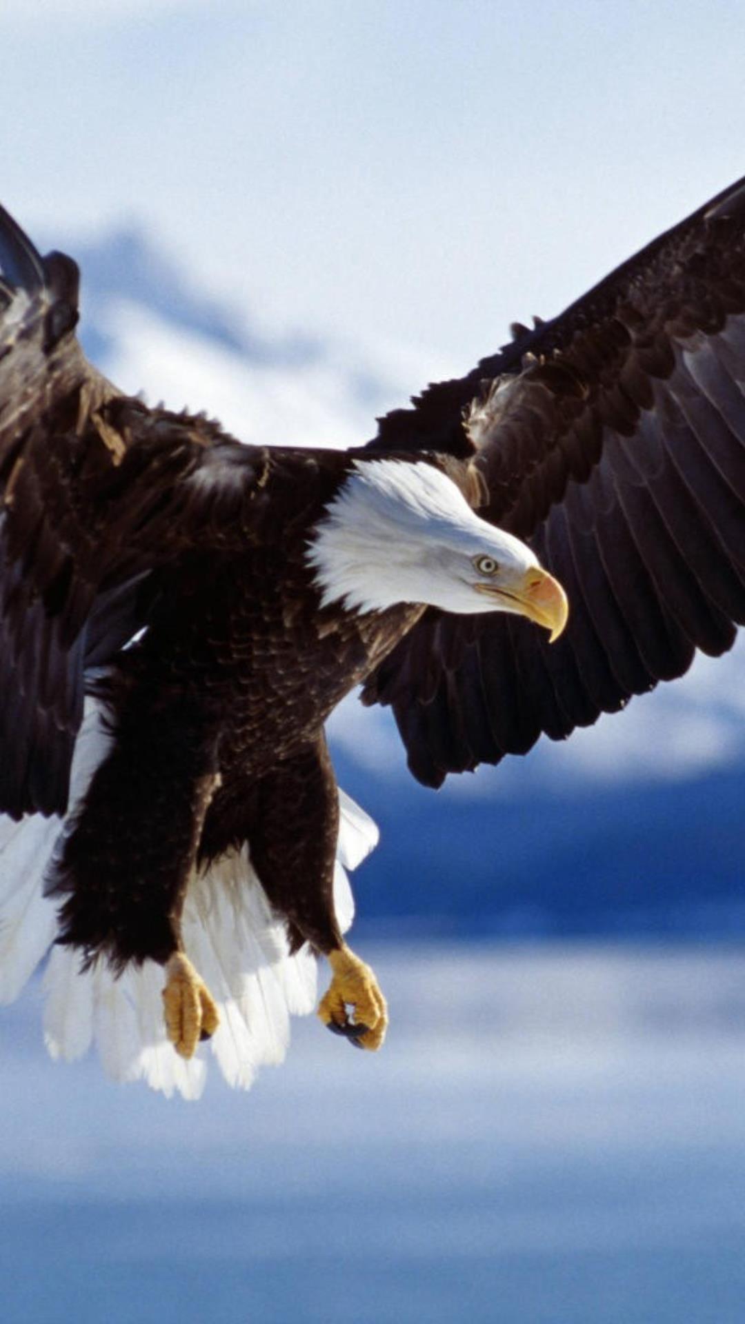 Eagle iPhone Wallpapers - Top Free Eagle iPhone Backgrounds - WallpaperAccess