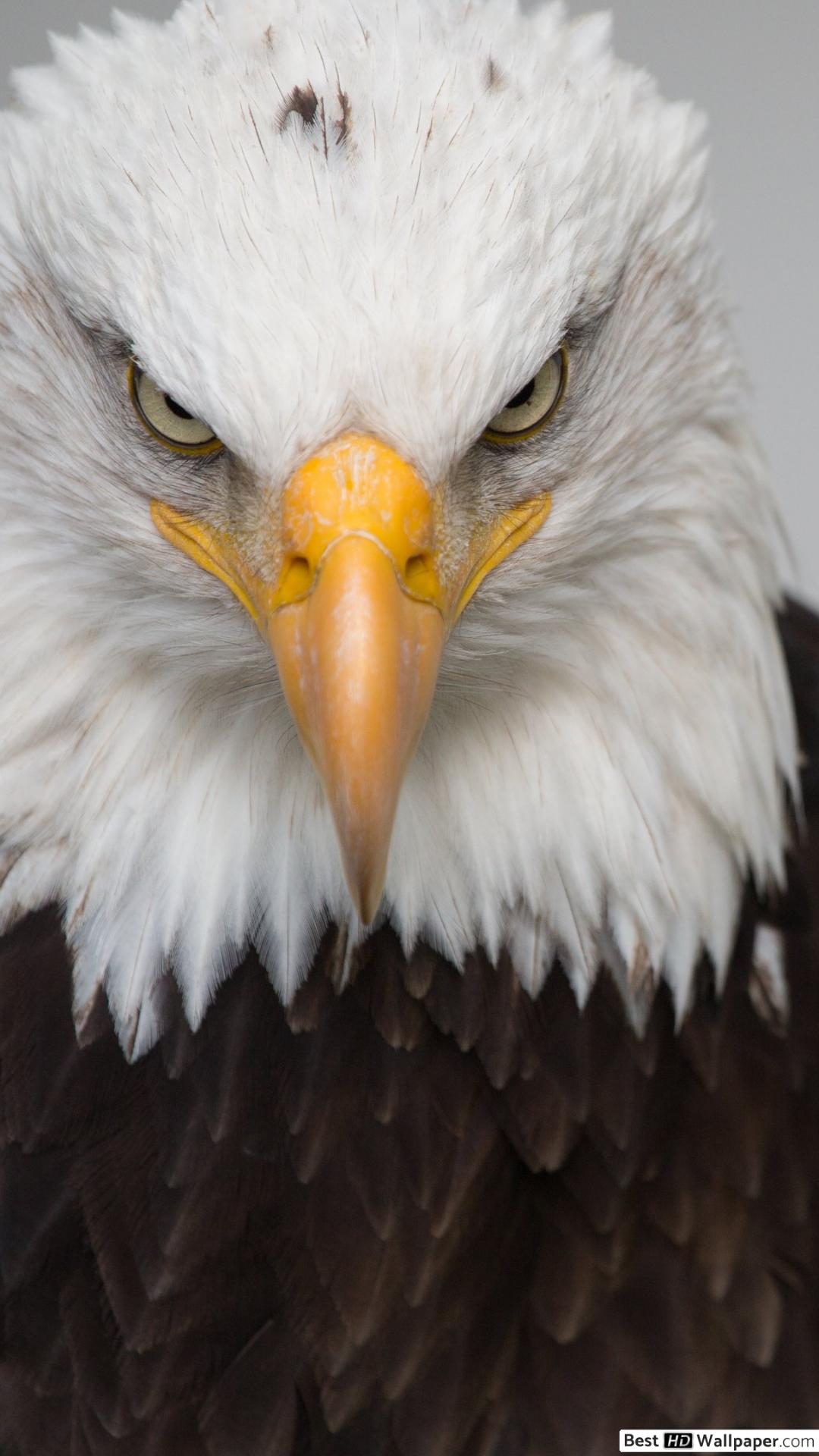Eagle iPhone Wallpapers - Top Free Eagle iPhone Backgrounds - WallpaperAccess
