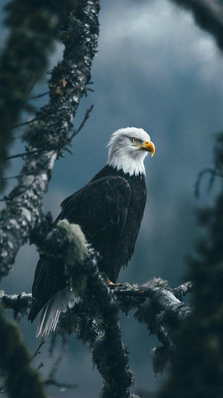 Eagle iPhone Wallpapers - Top Free Eagle iPhone Backgrounds - WallpaperAccess