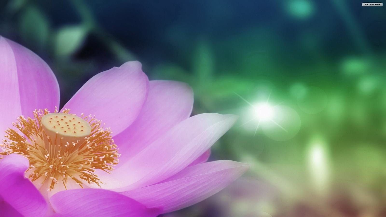 Hoa Sen Wallpapers - Top Free Hoa Sen Backgrounds - WallpaperAccess