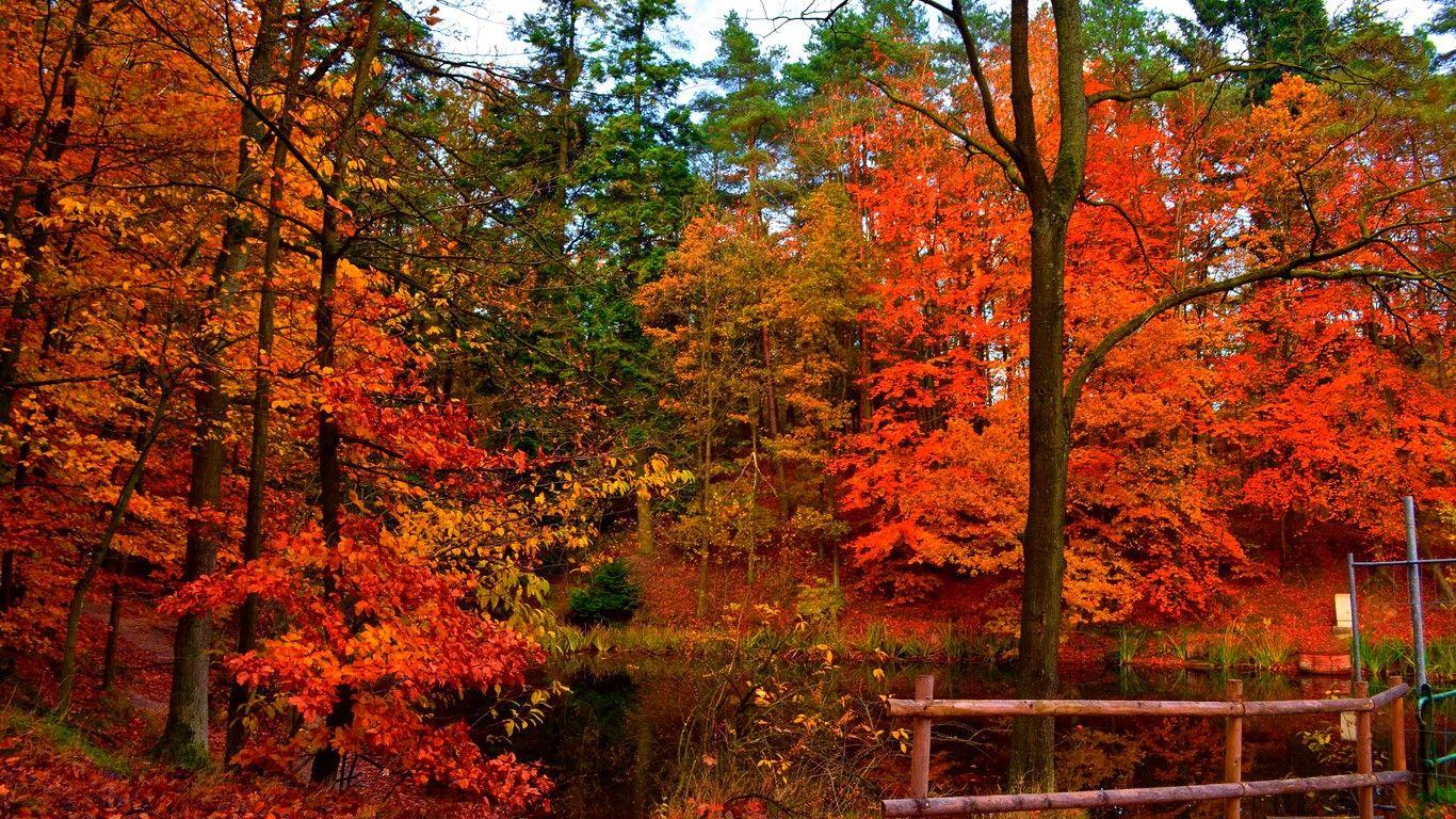 Fall Forest Wallpapers - Top Free Fall Forest Backgrounds - WallpaperAccess