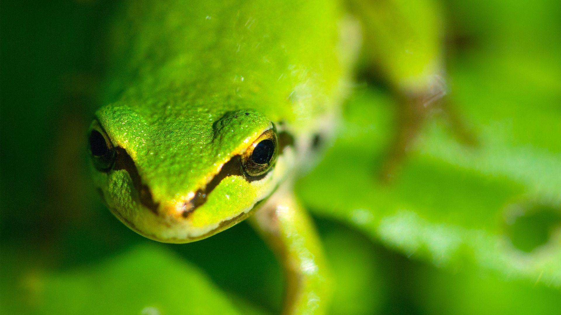 Golden Frog Wallpapers - Top Free Golden Frog Backgrounds - WallpaperAccess