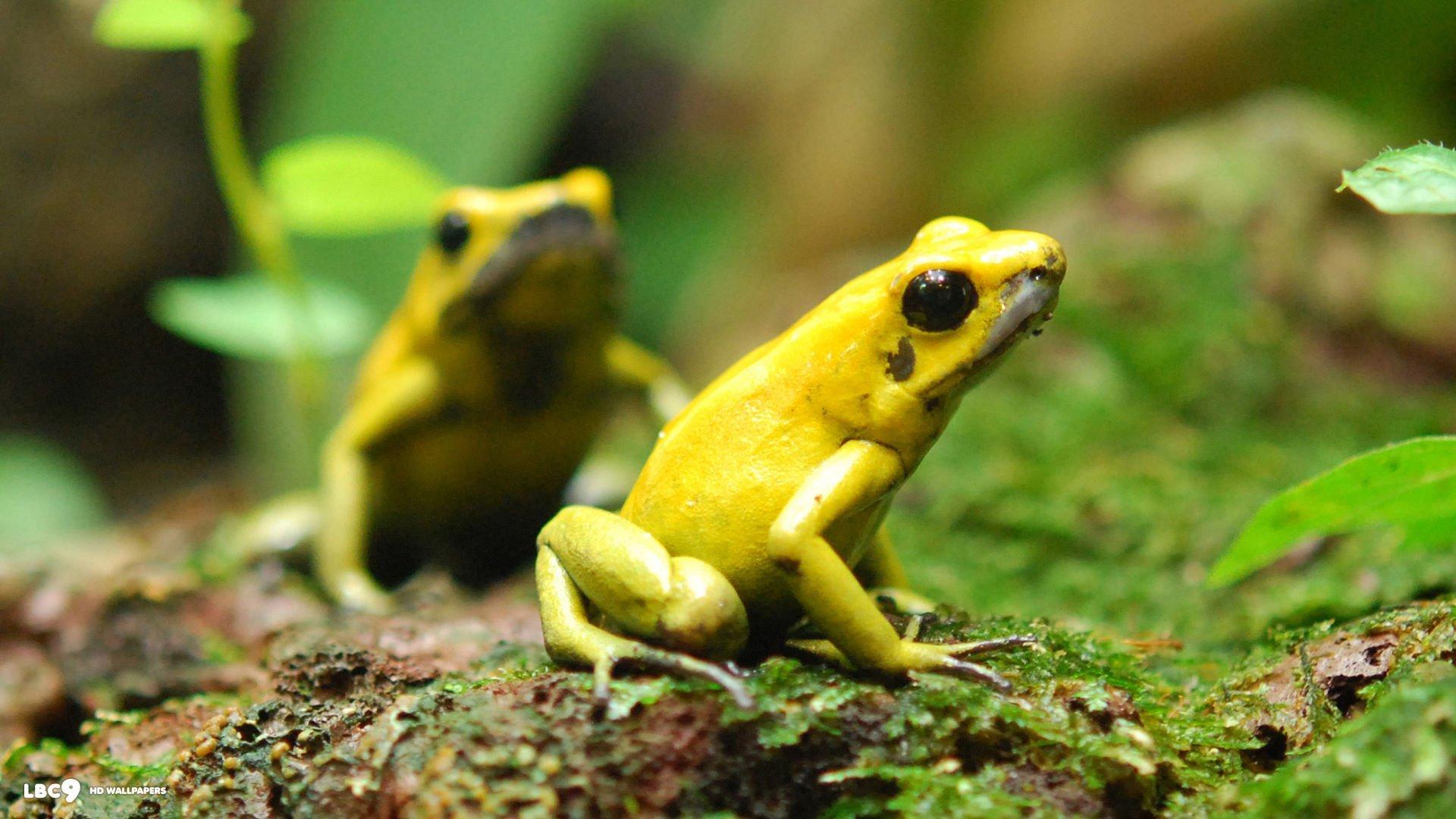 Golden Frog Wallpapers - Top Free Golden Frog Backgrounds - WallpaperAccess