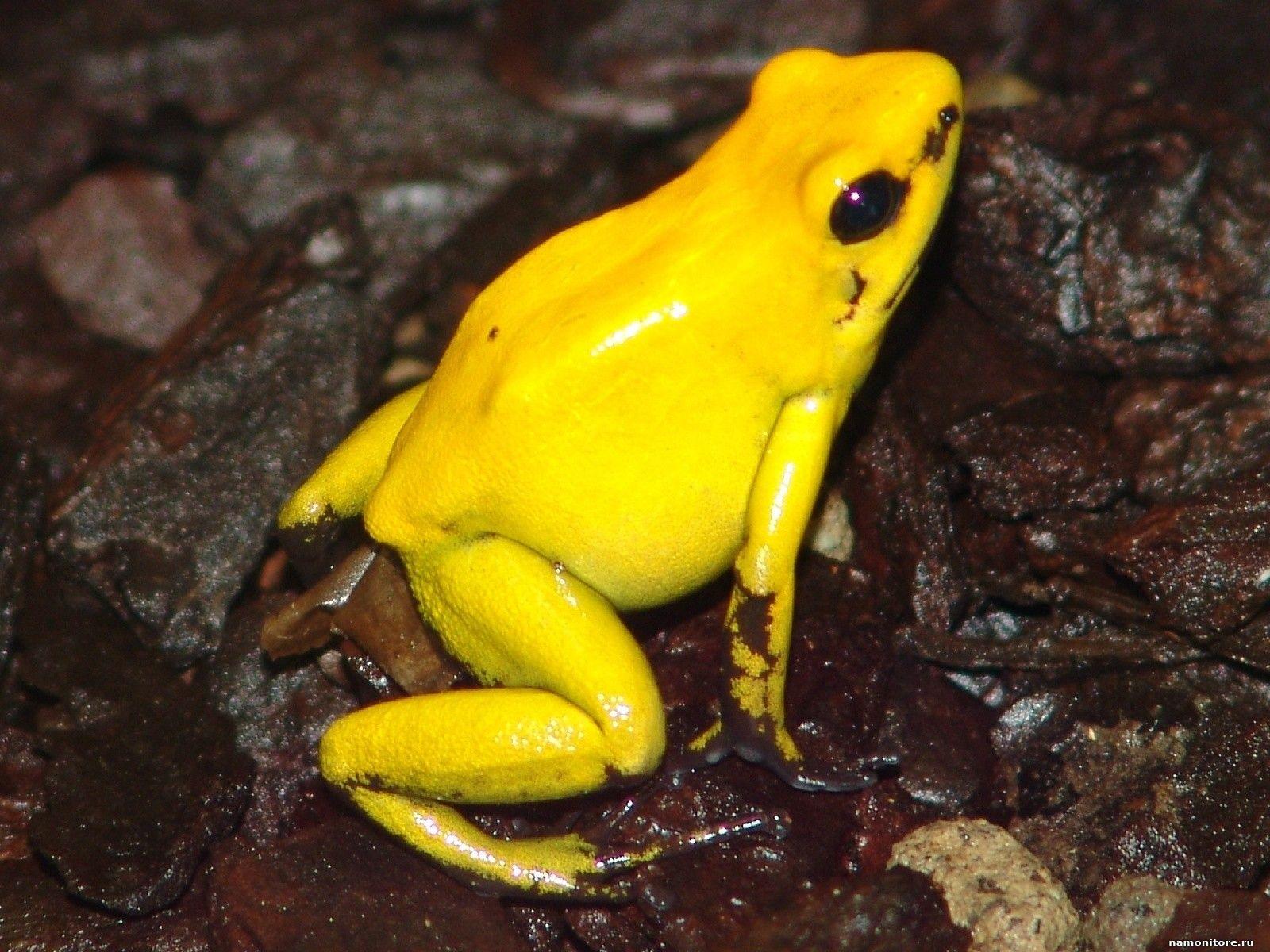 Golden Frog Wallpapers - Top Free Golden Frog Backgrounds - WallpaperAccess