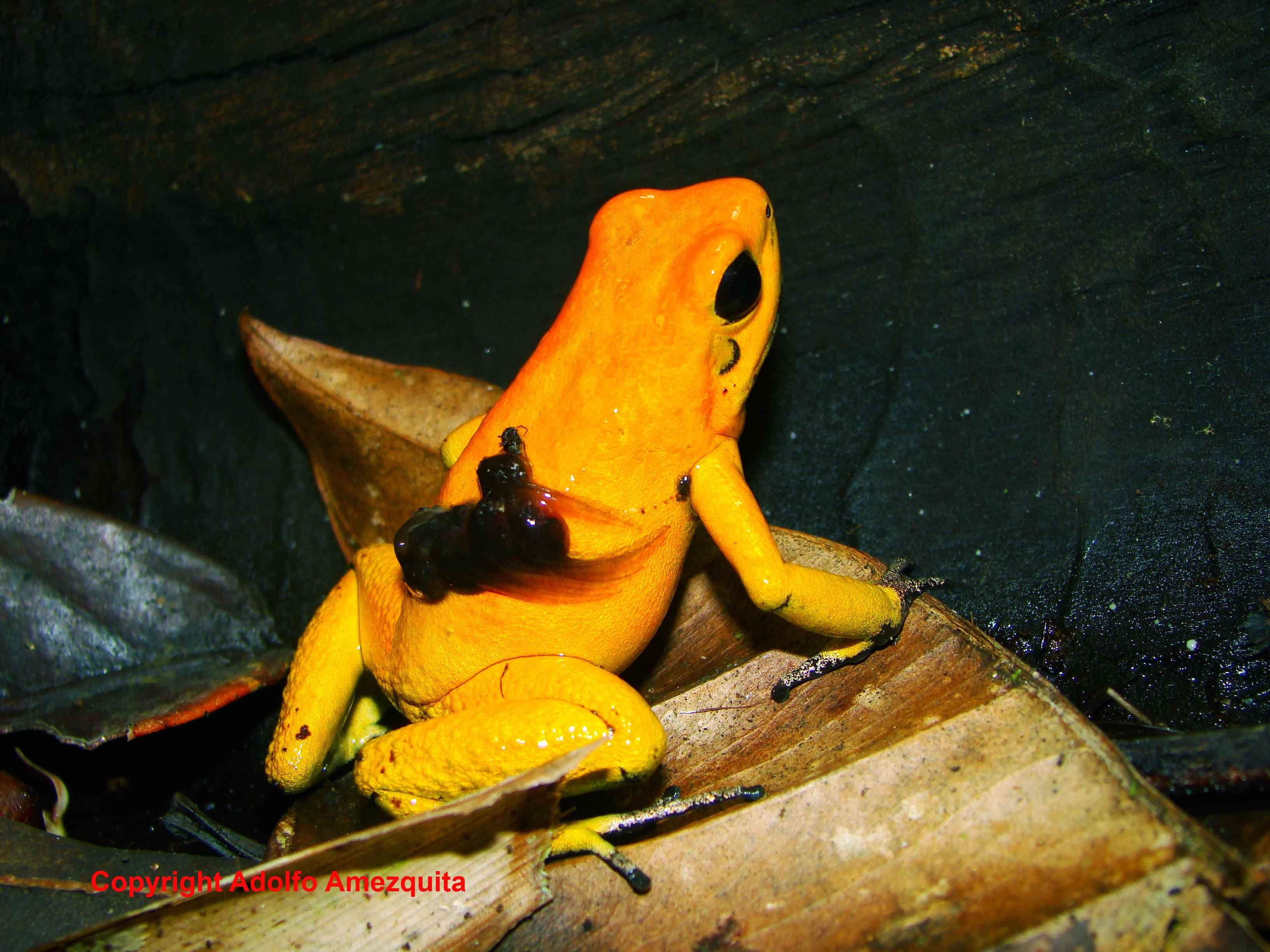 Golden Frog Wallpapers - Top Free Golden Frog Backgrounds - WallpaperAccess