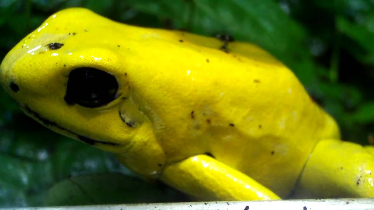 Golden Frog Wallpapers - Top Free Golden Frog Backgrounds - WallpaperAccess