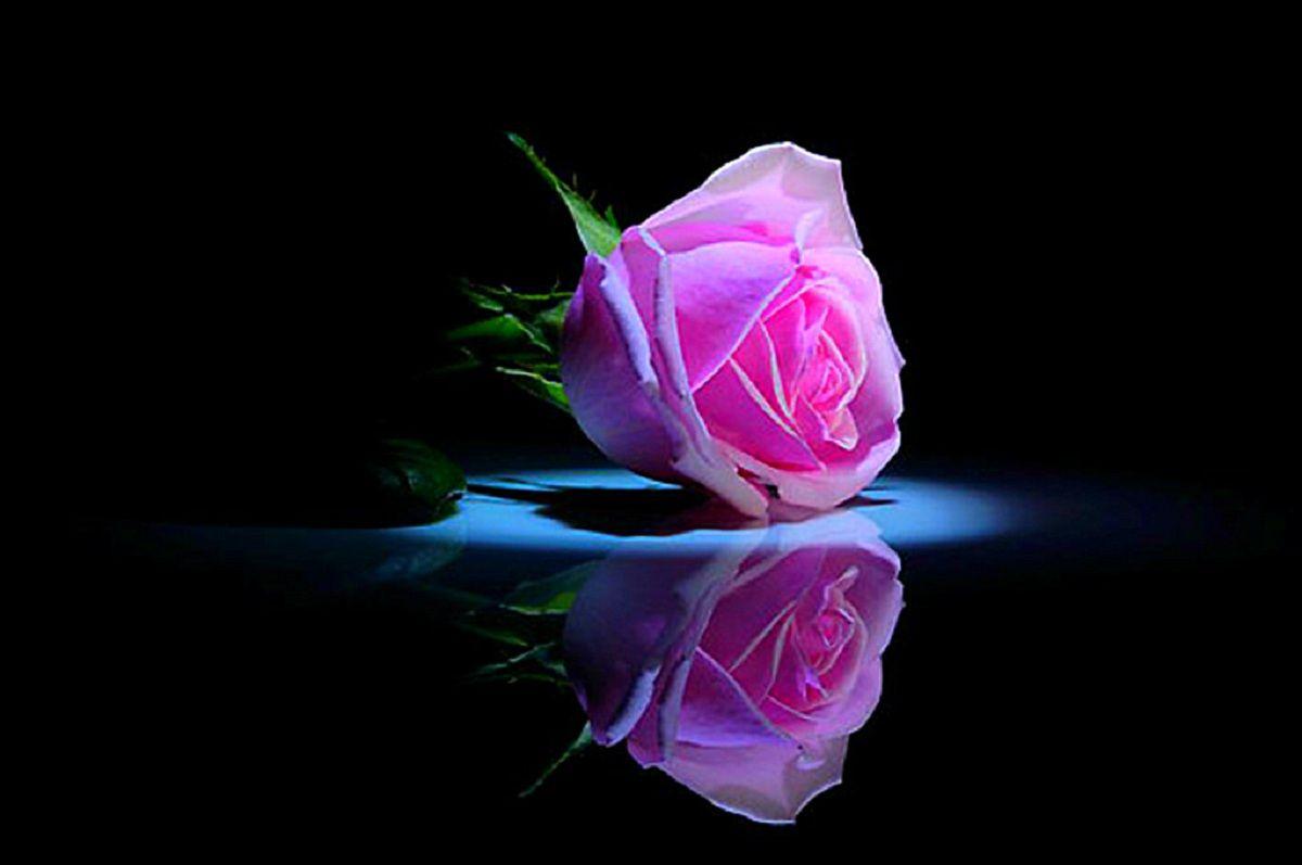 Single Rose Wallpapers Top Free Single Rose Backgrounds WallpaperAccess Single Rose Wallpapers Top Free Single Rose Backgrounds WallpaperAccess