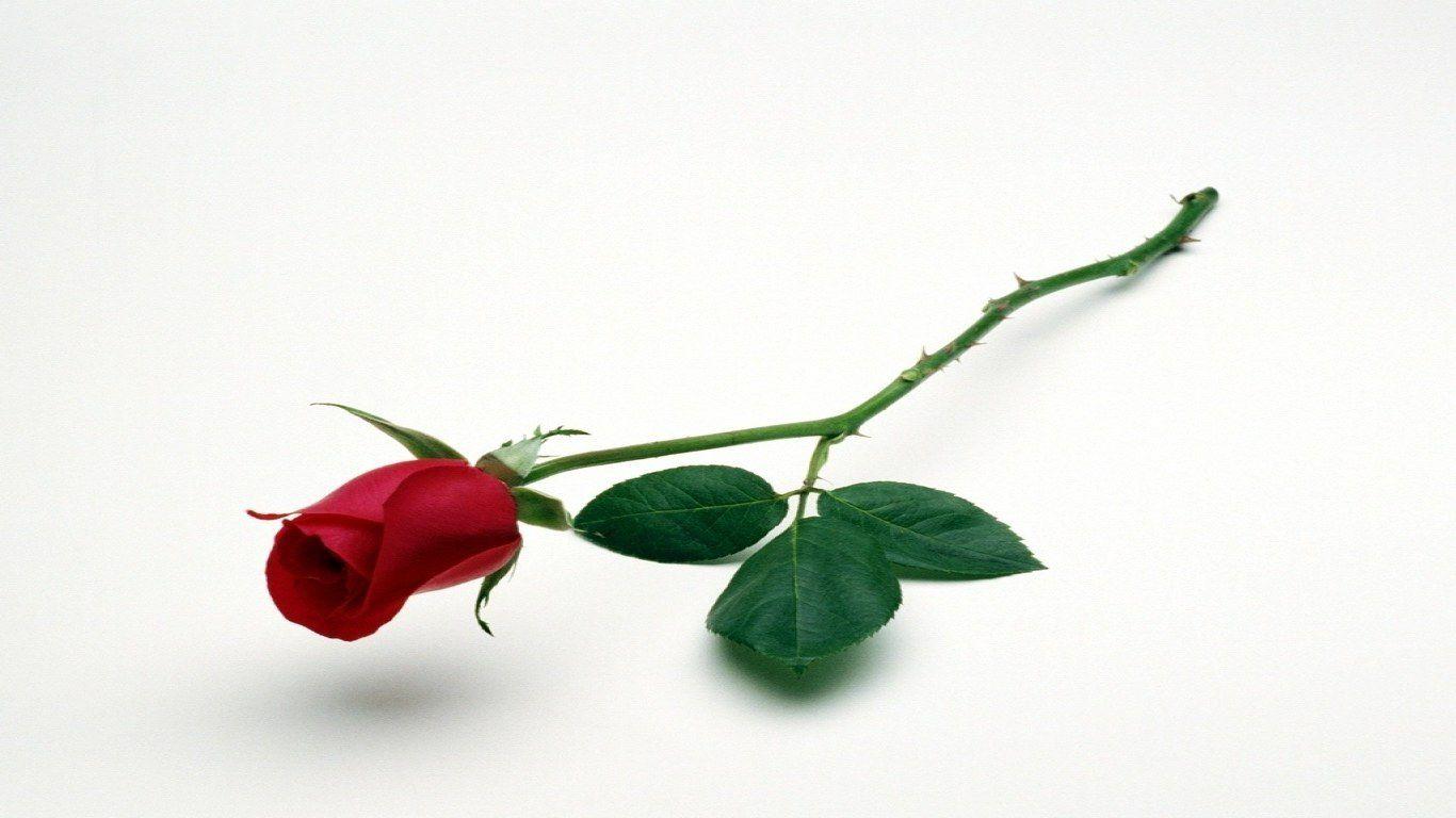 Single Rose Wallpapers - Top Free Single Rose Backgrounds - WallpaperAccess