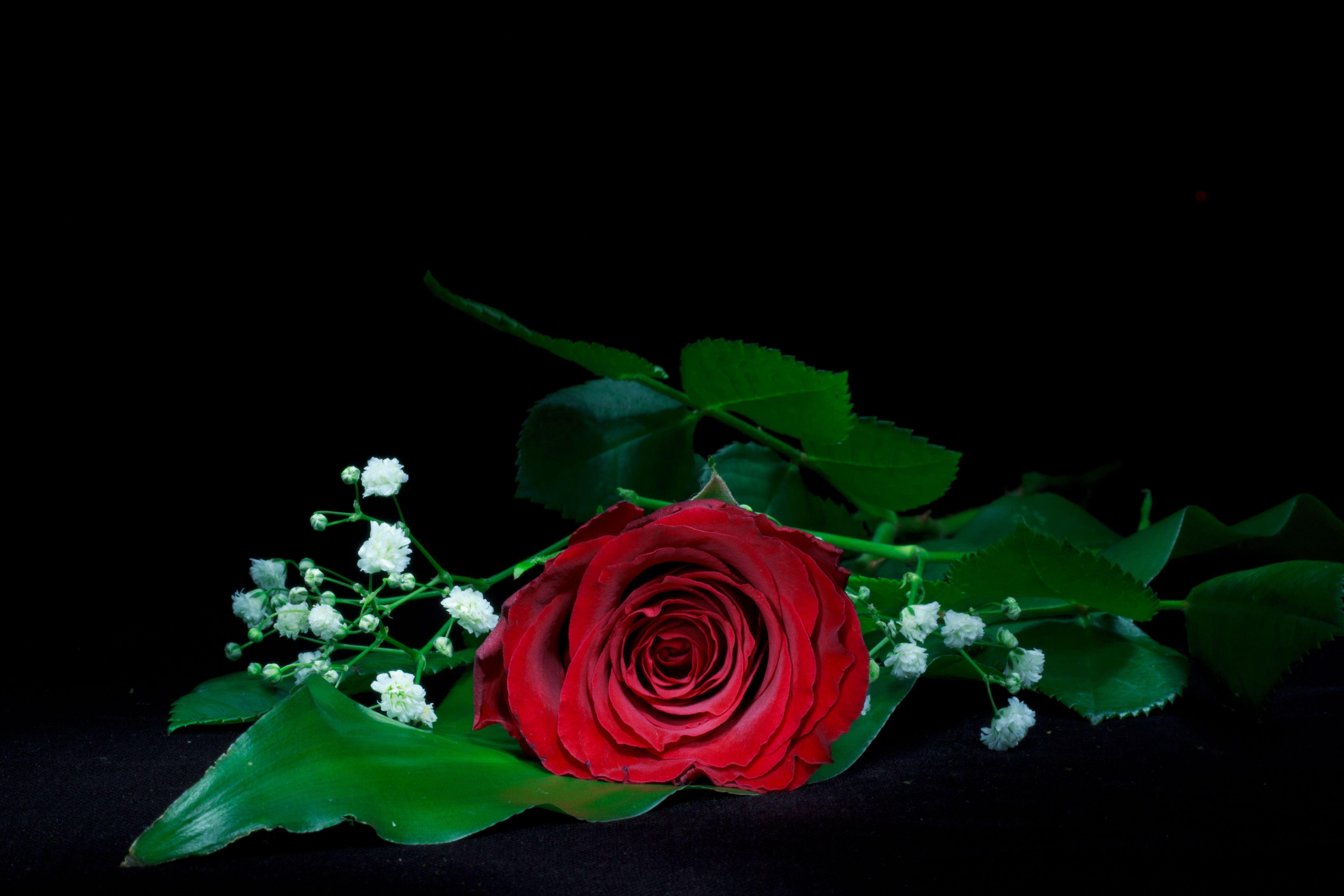 Single Rose Wallpapers - Top Free Single Rose Backgrounds - WallpaperAccess