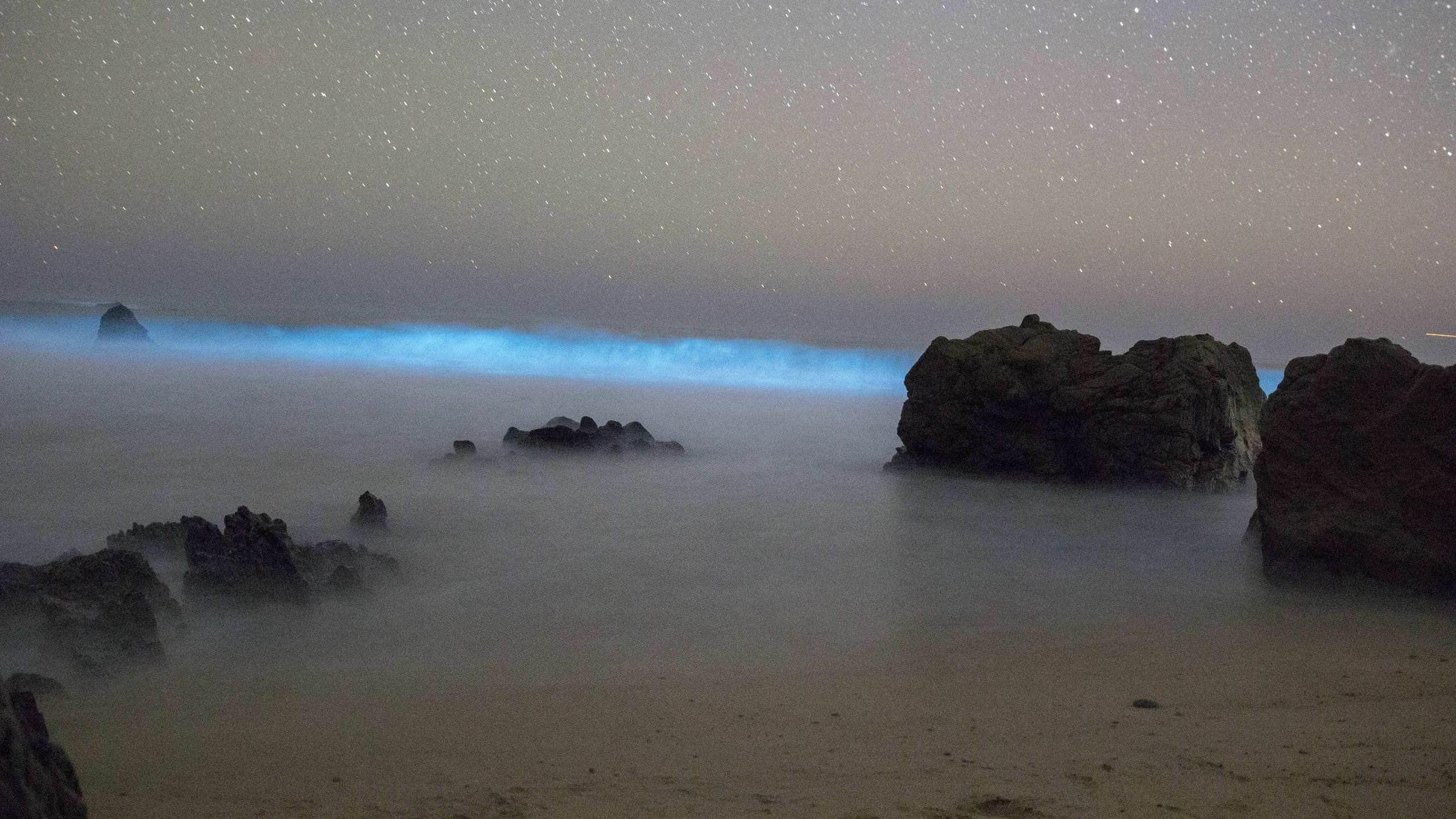Bioluminescence Wallpapers - Top Free Bioluminescence Backgrounds ...