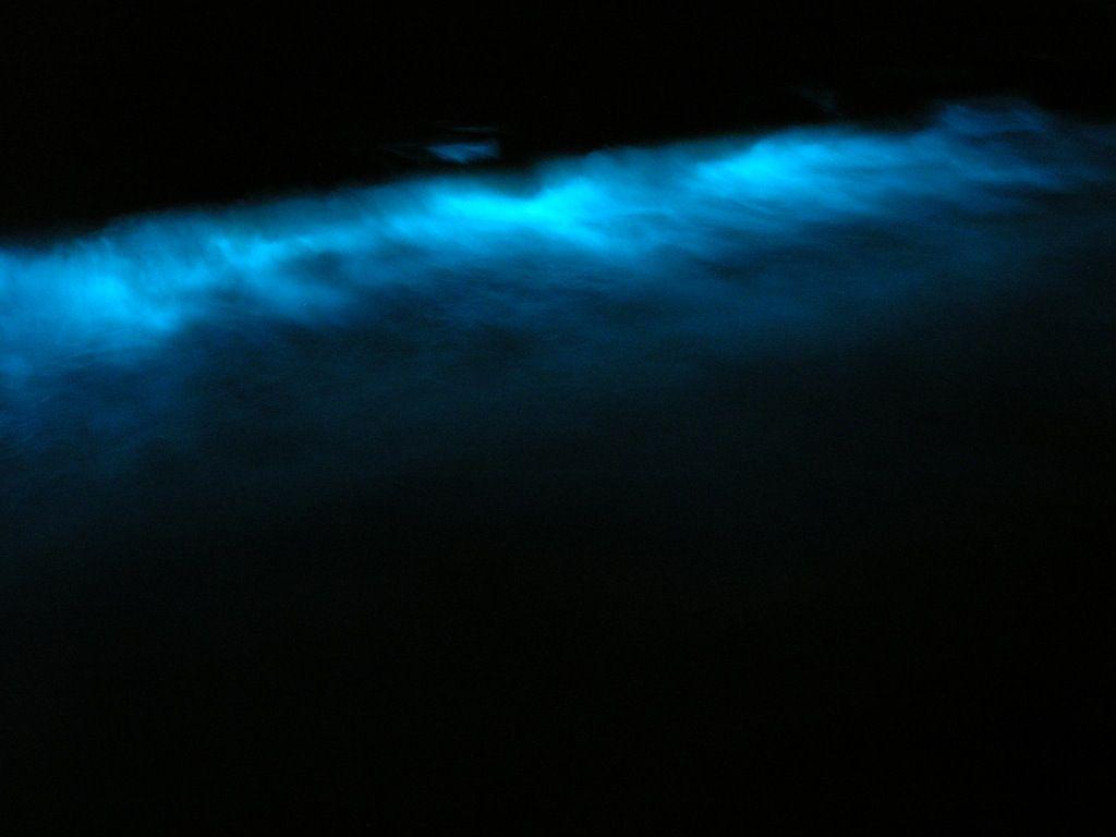 Bioluminescence Wallpapers - Top Free Bioluminescence Backgrounds ...