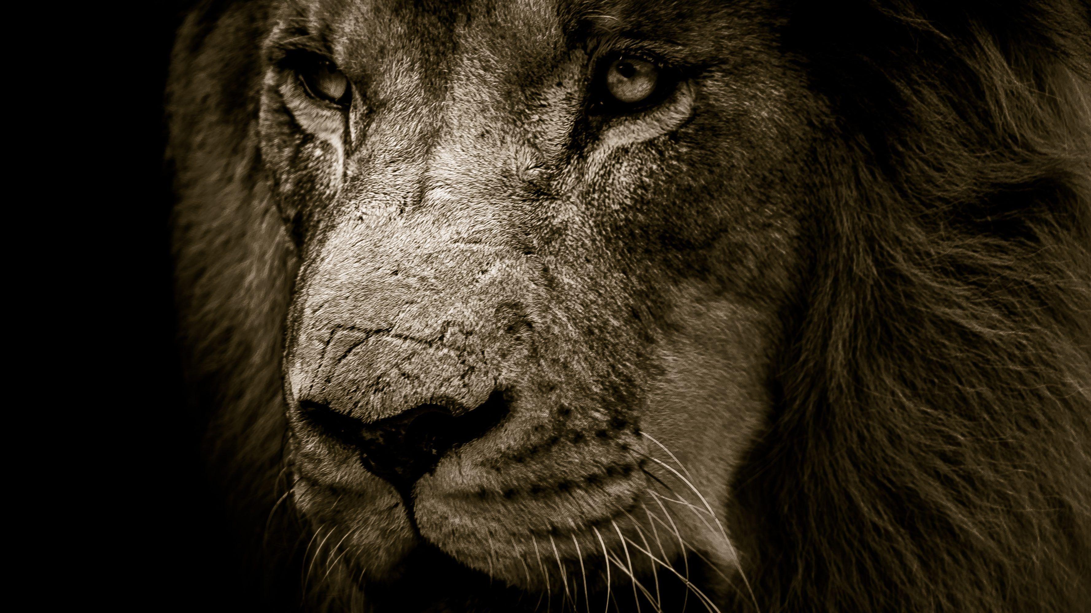 Lion Face Wallpapers - Top Free Lion Face Backgrounds - WallpaperAccess