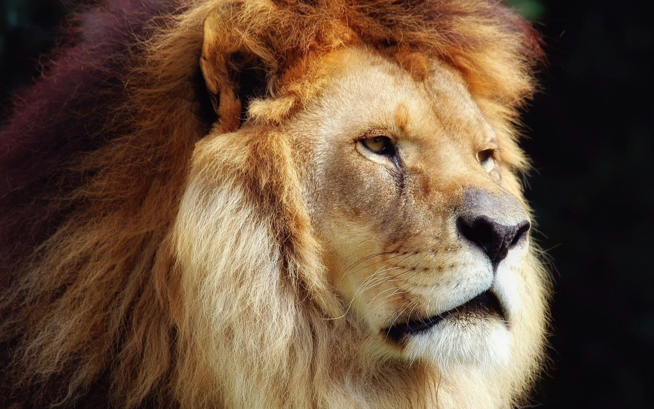 Lion Face Desktop Wallpapers - Top Free Lion Face Desktop Backgrounds ...