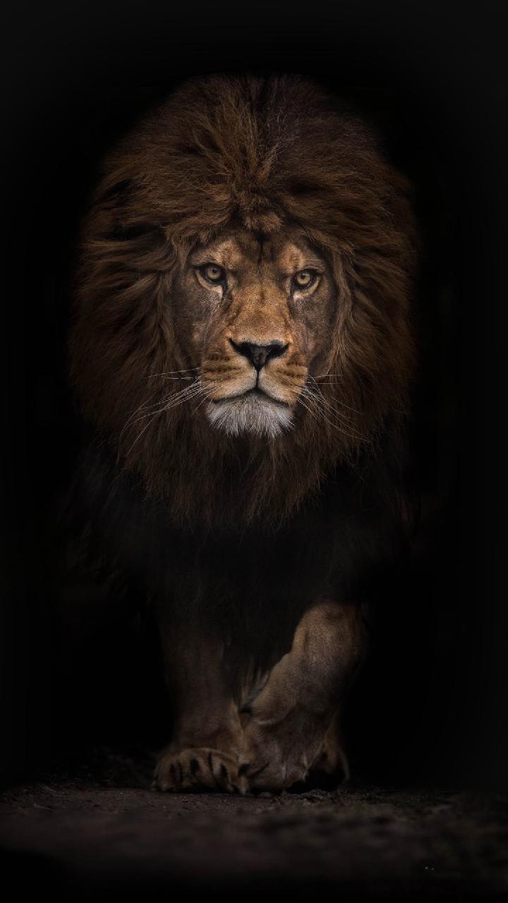 Lion Face Wallpapers - Top Free Lion Face Backgrounds - WallpaperAccess