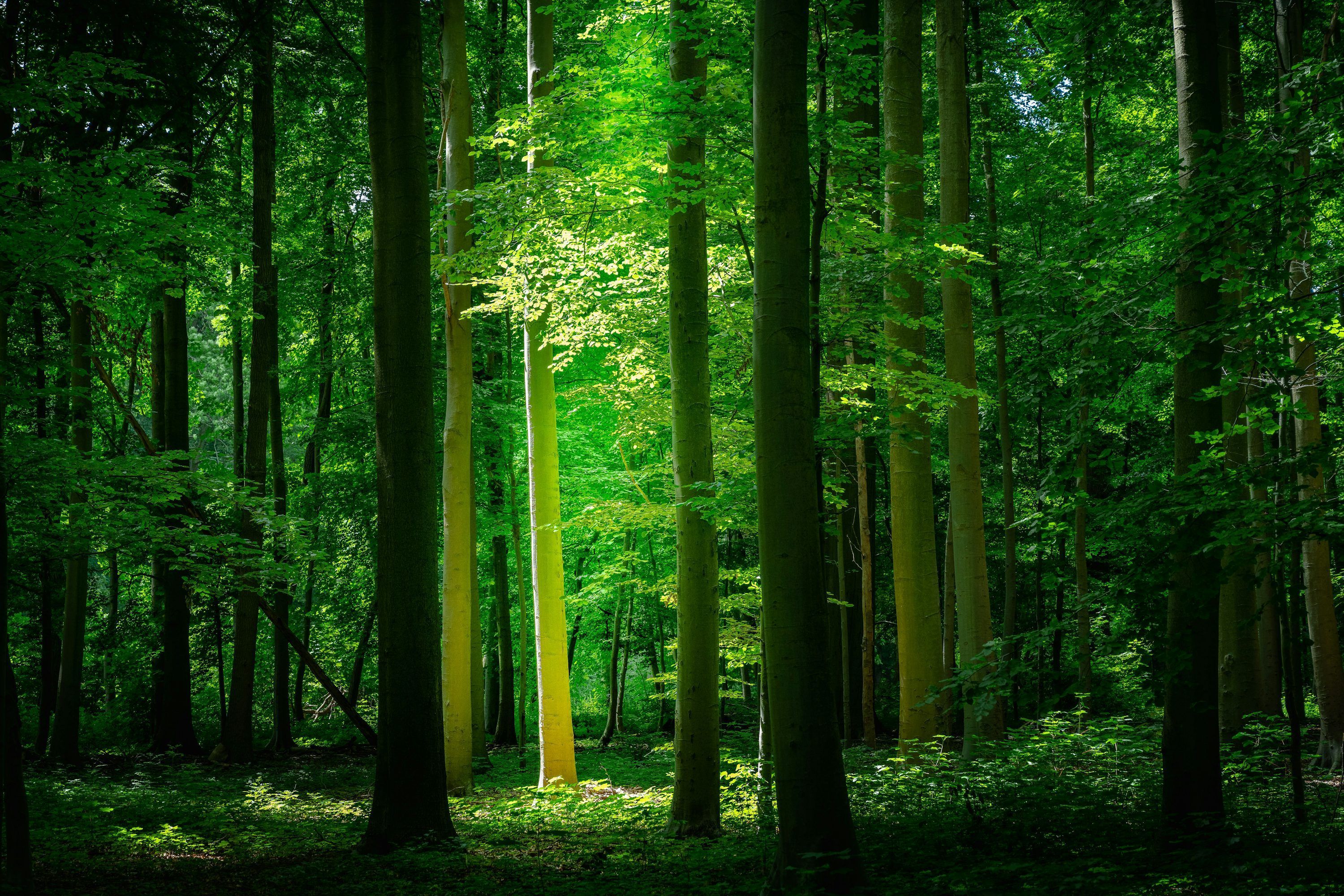 Forrest Green Wallpapers - Top Free Forrest Green Backgrounds ...