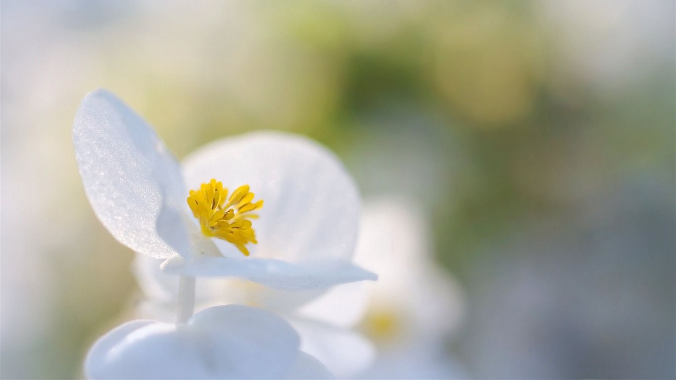 Purity Wallpapers - Top Free Purity Backgrounds - WallpaperAccess