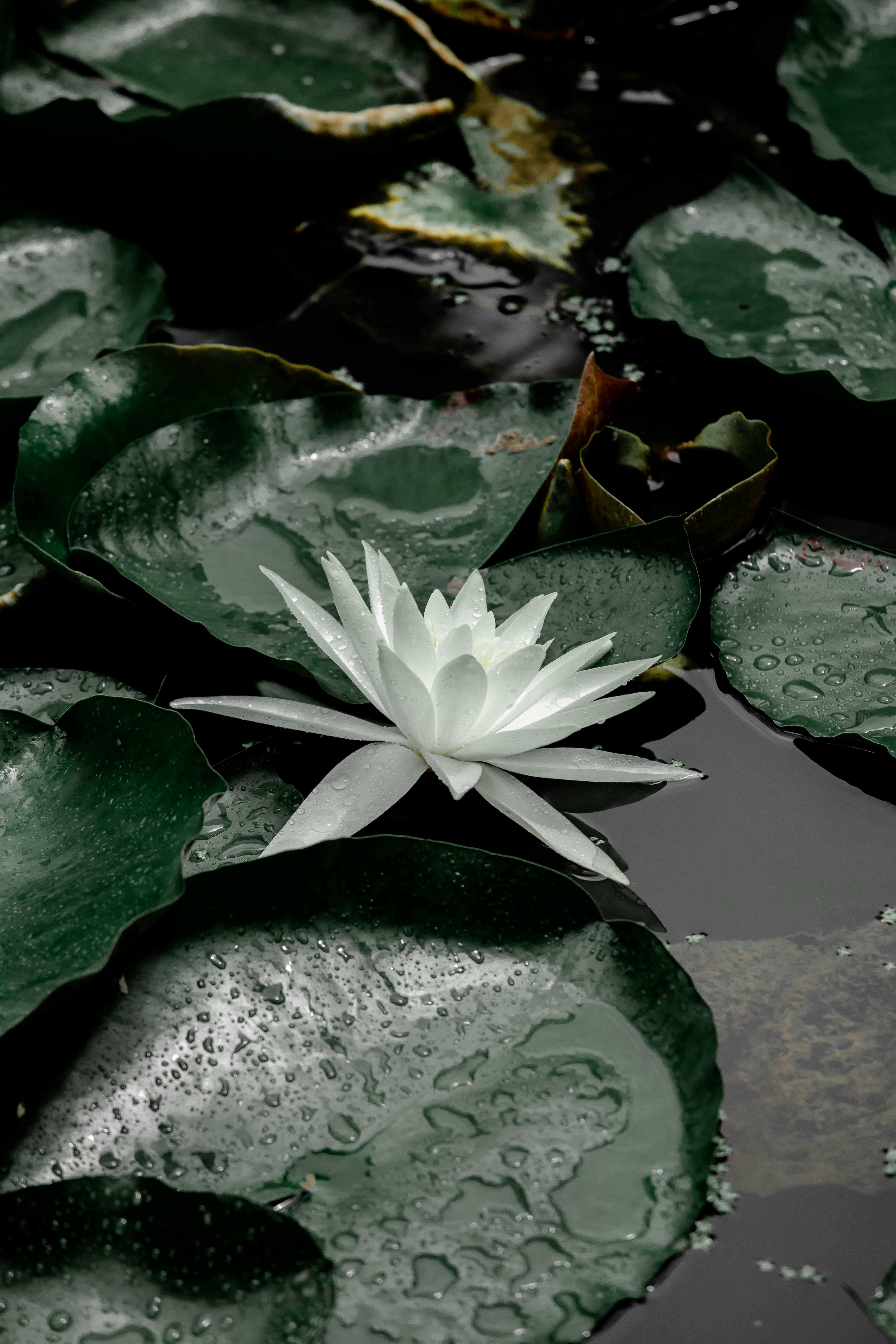 Purity Wallpapers - Top Free Purity Backgrounds - WallpaperAccess