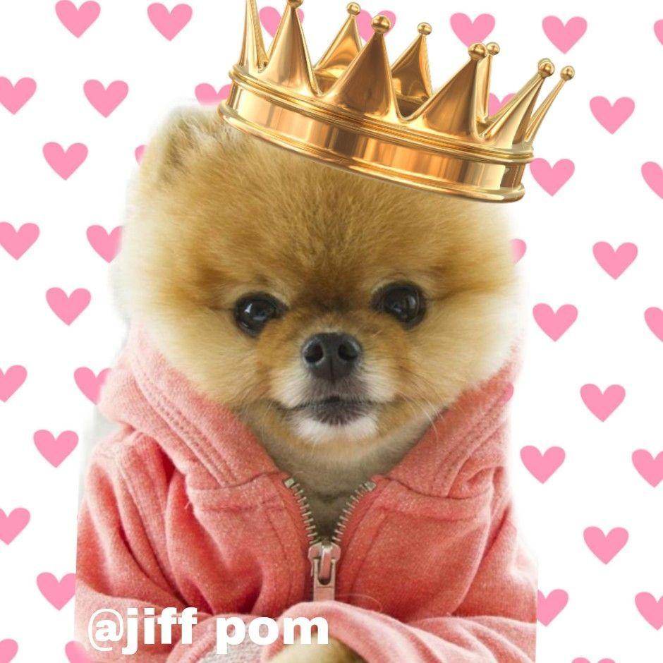 Cute Jiffpom Wallpapers - Top Free Cute Jiffpom Backgrounds ...