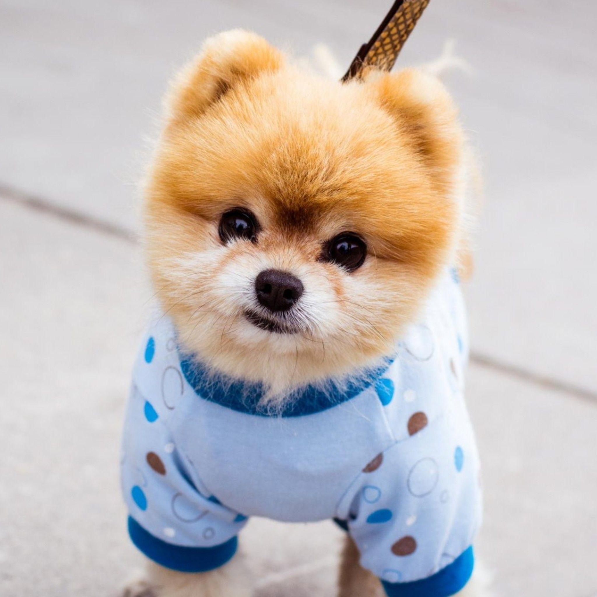 Cute Jiffpom Wallpapers - Top Free Cute Jiffpom Backgrounds ...