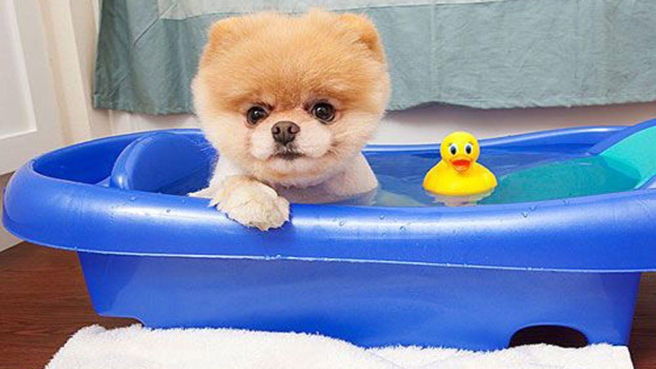 Cute Jiffpom Wallpapers - Top Free Cute Jiffpom Backgrounds ...