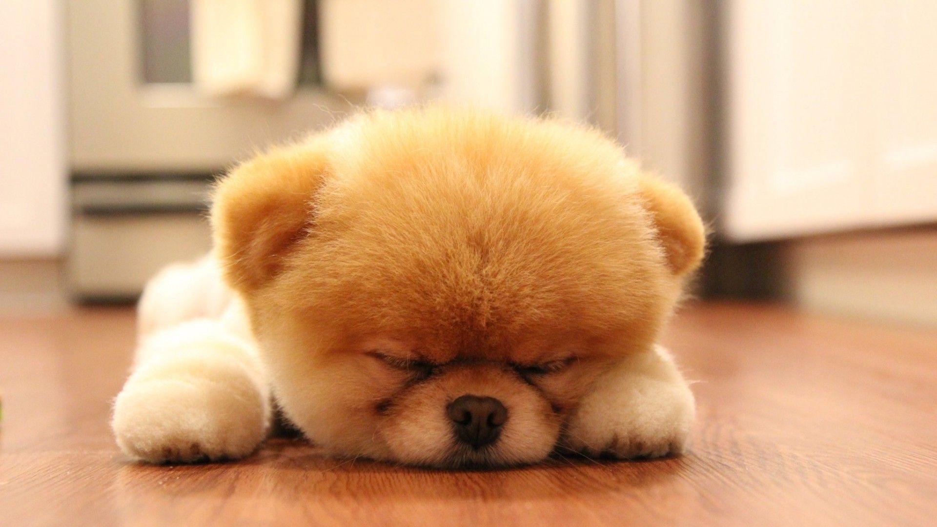 Cute Jiffpom Wallpapers - Top Free Cute Jiffpom Backgrounds ...