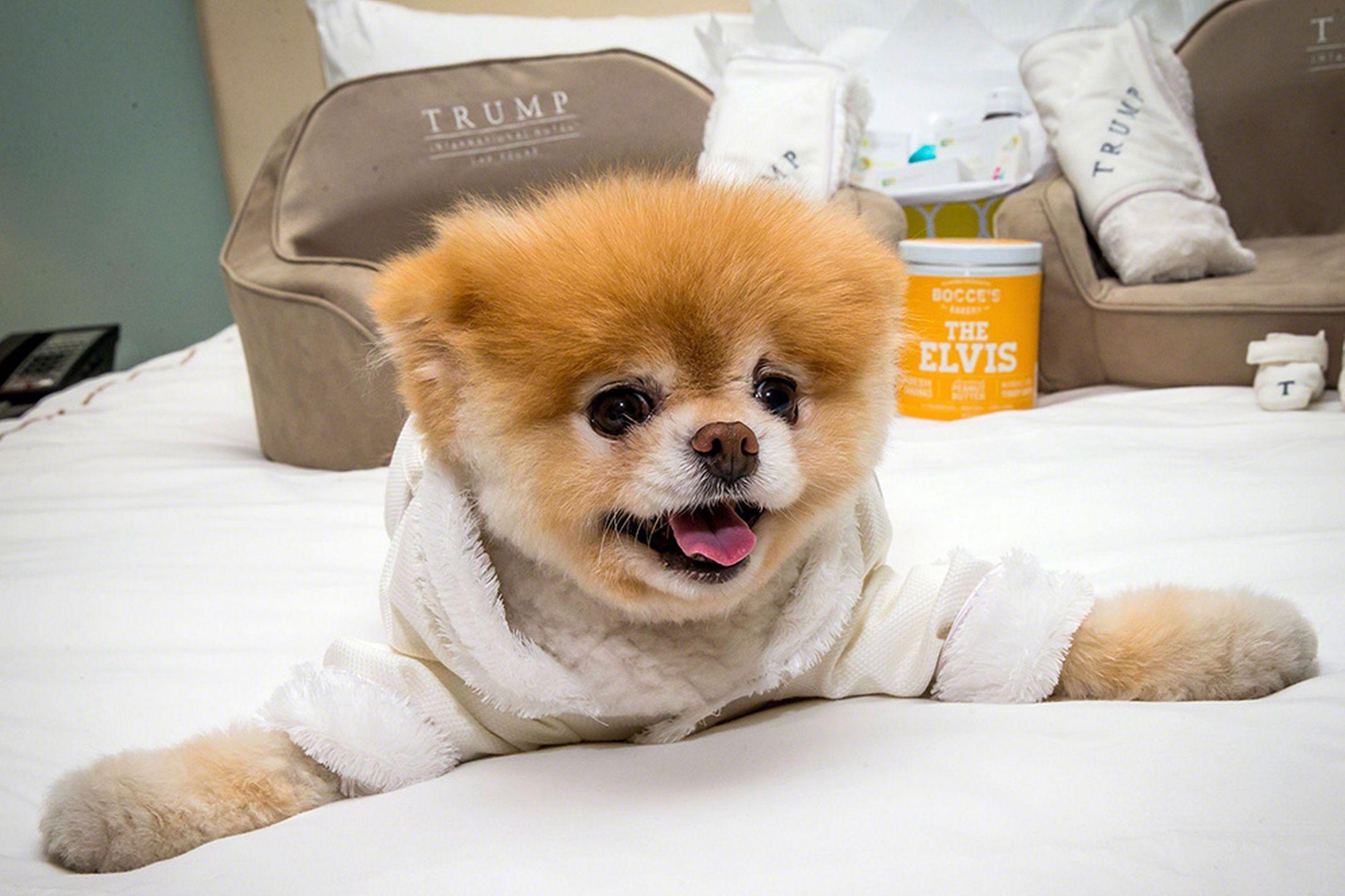 Cute Jiffpom Wallpapers - Top Free Cute Jiffpom Backgrounds ...