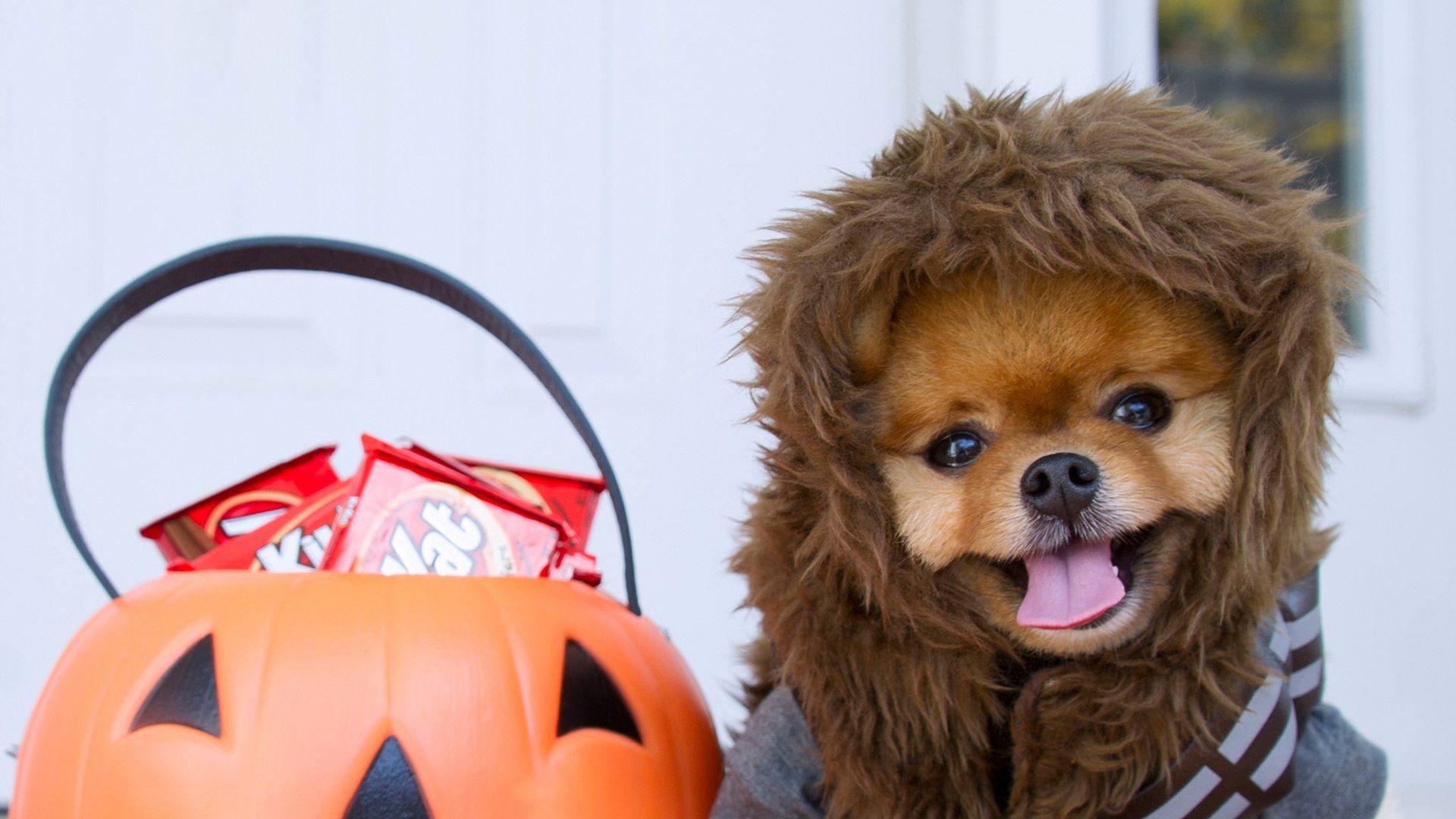 Cute Jiffpom Wallpapers - Top Free Cute Jiffpom Backgrounds ...