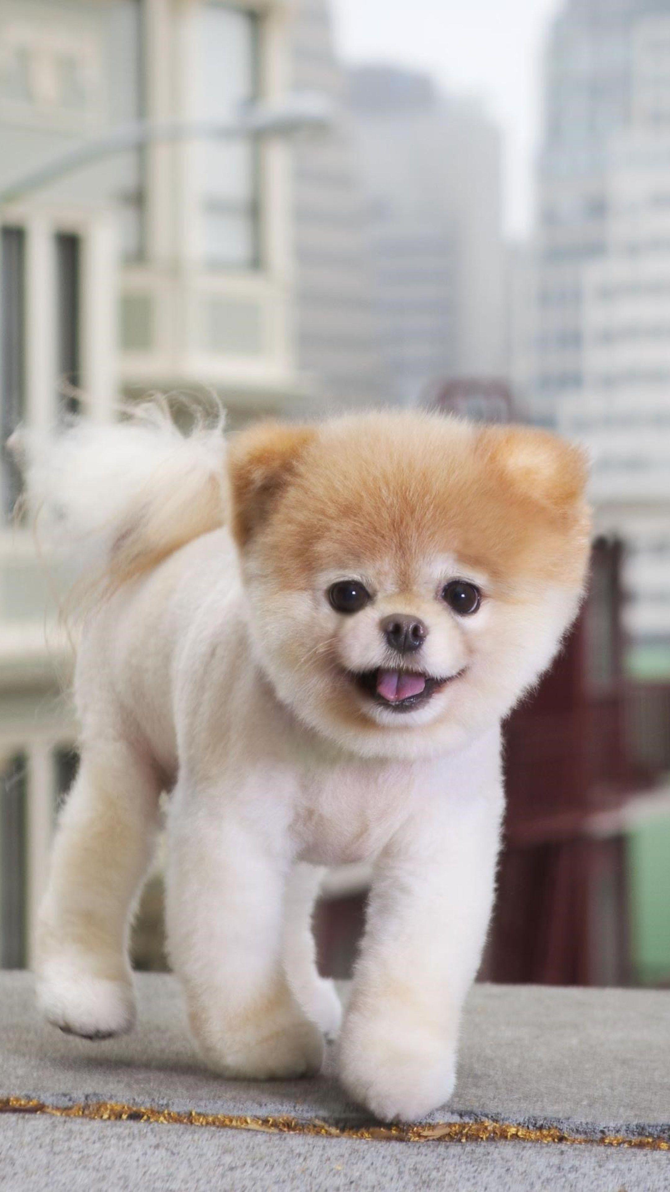 Cute Jiffpom Wallpapers - Top Free Cute Jiffpom Backgrounds ...