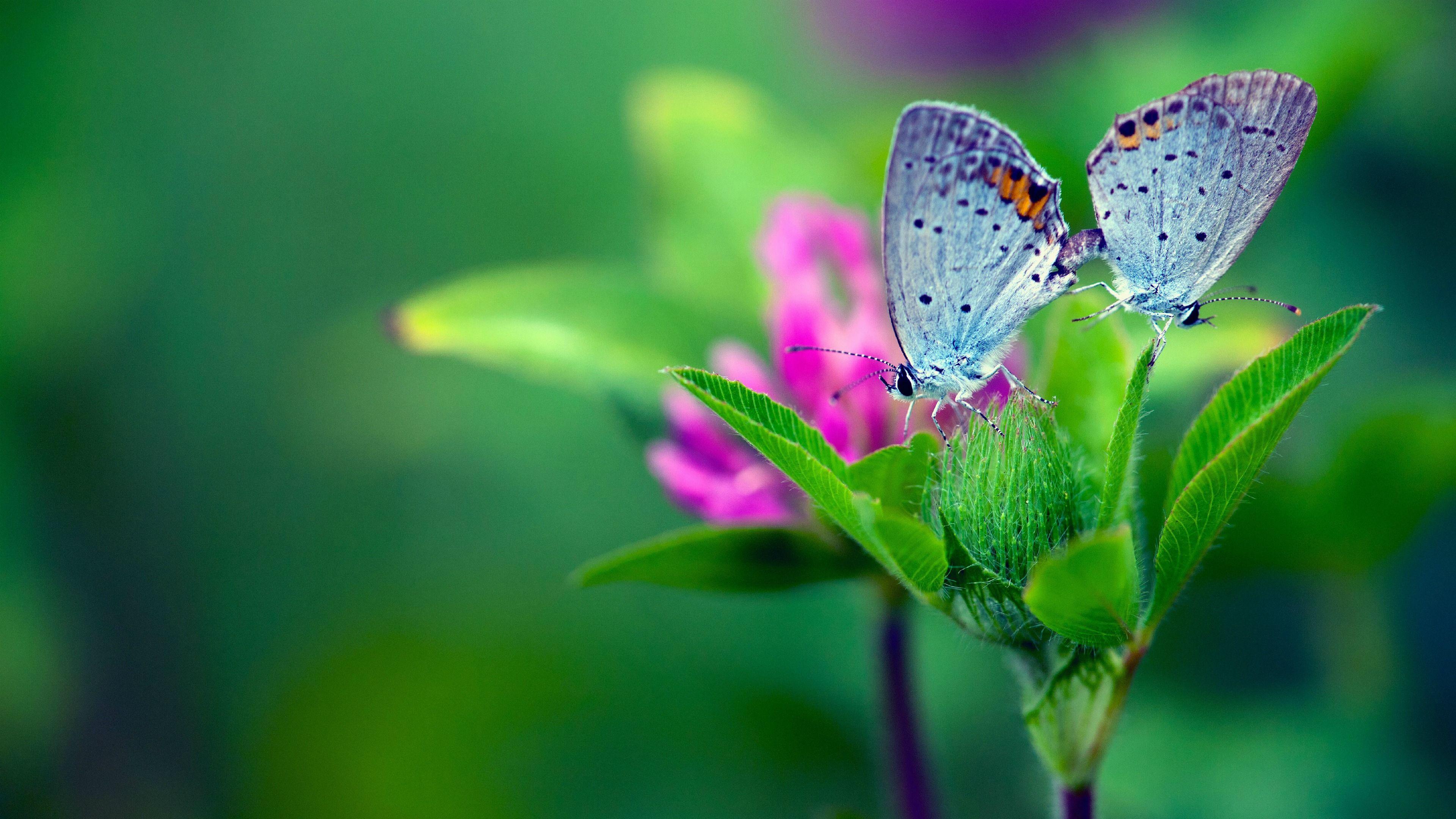 2160P HD Wallpapers - Top Free 2160P HD Backgrounds - WallpaperAccess