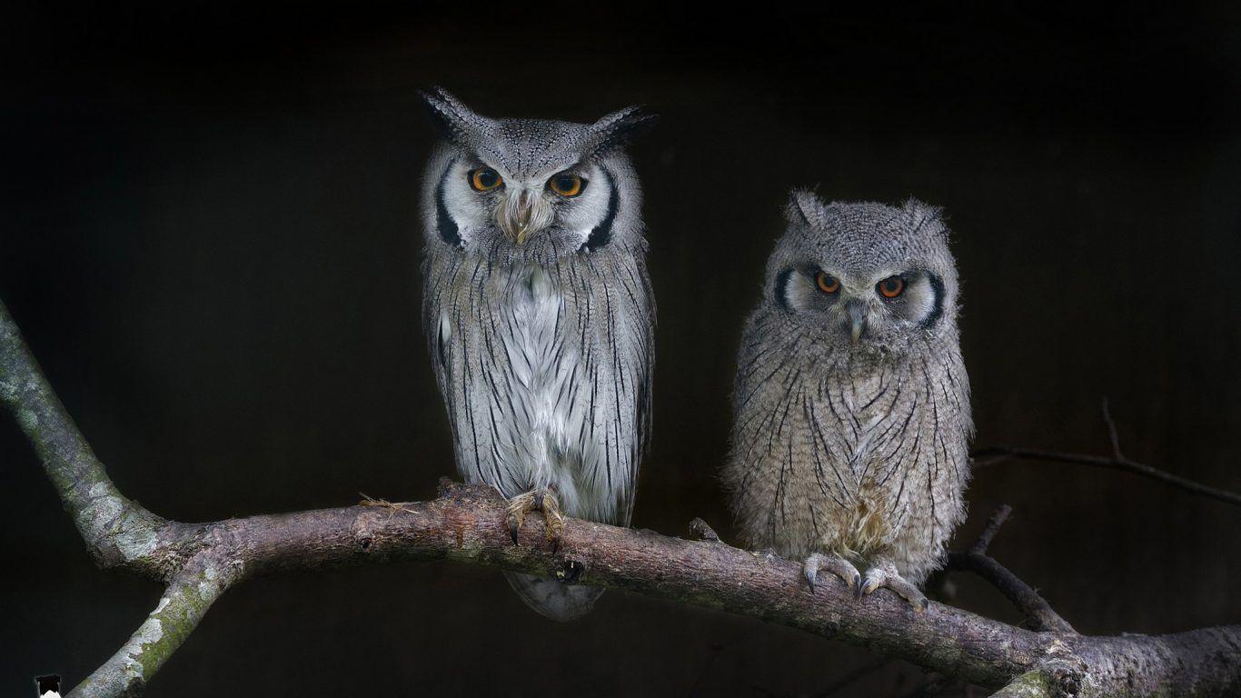 Marine Recon Wallpapers - Top Free Marine Recon Backgrounds ...