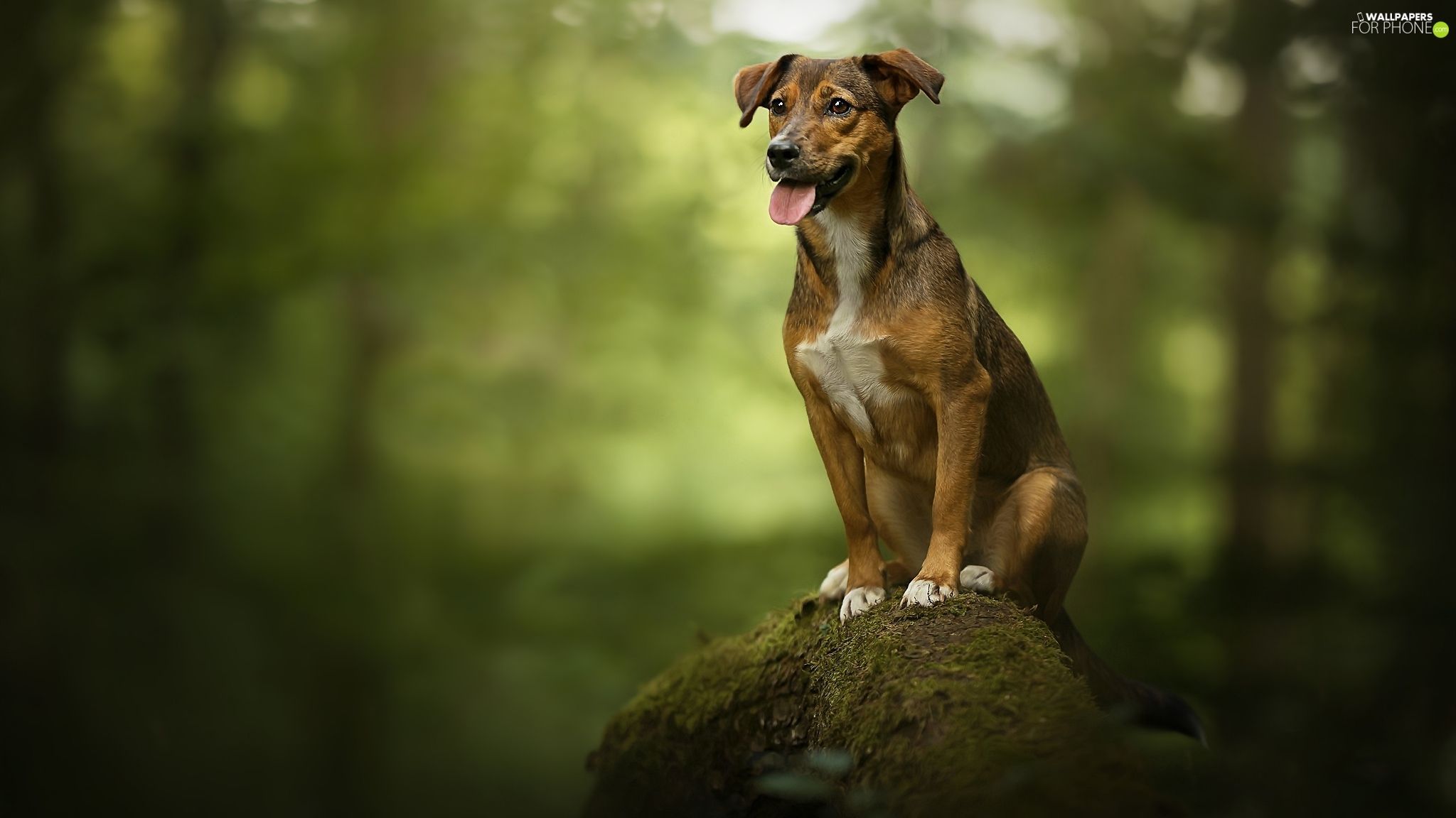 Mongrel Wallpapers - Top Free Mongrel Backgrounds - WallpaperAccess