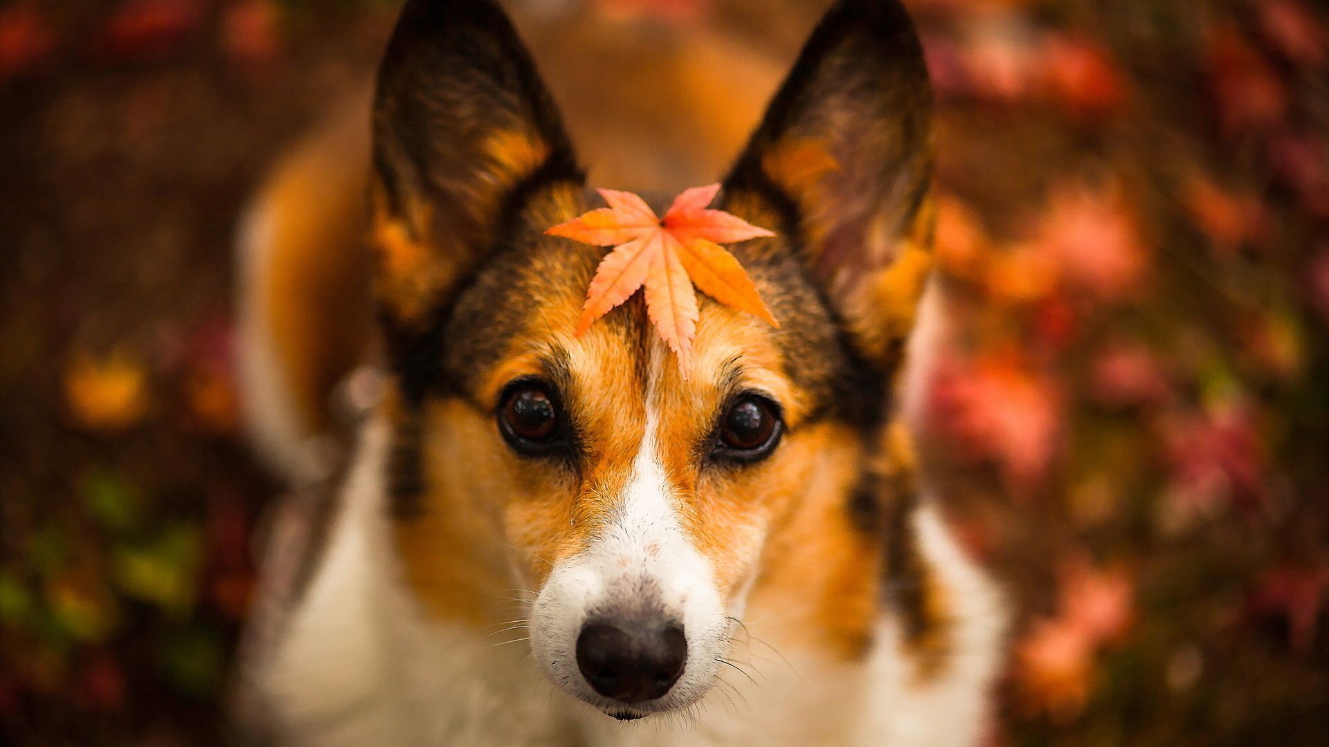Mongrel Wallpapers - Top Free Mongrel Backgrounds - WallpaperAccess