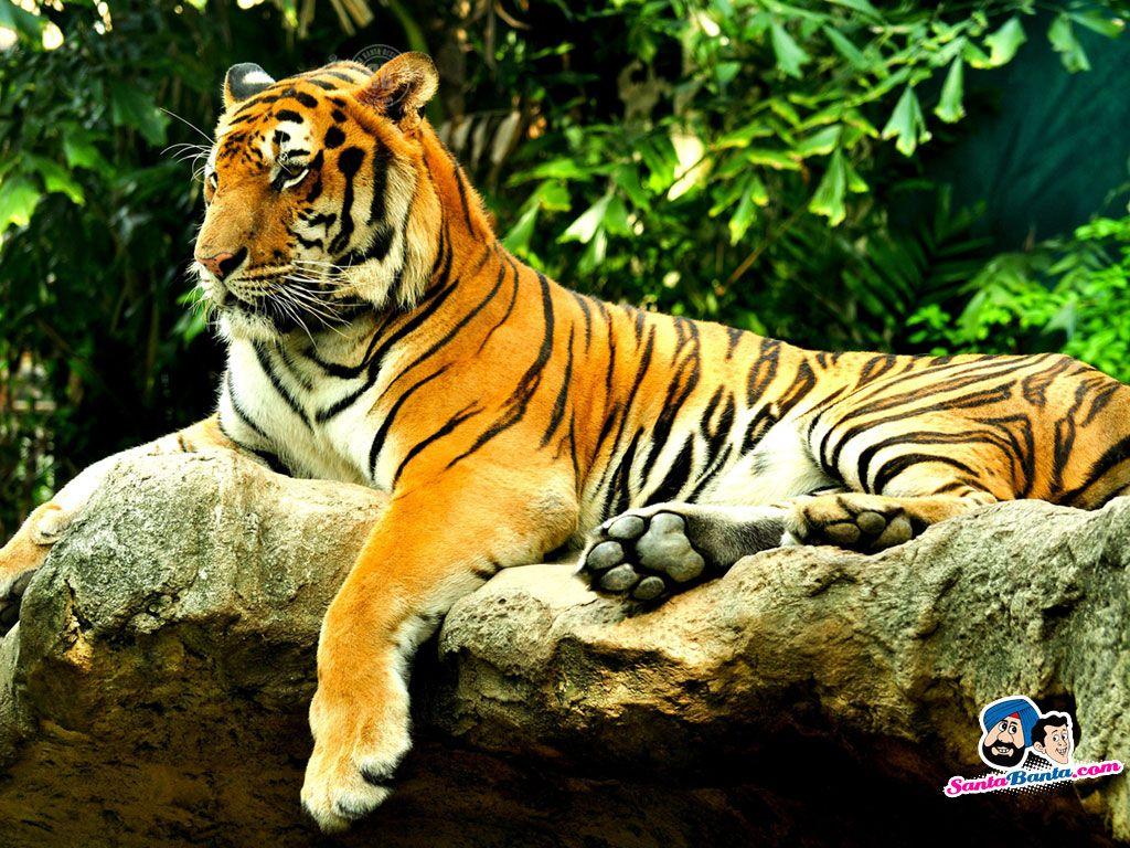 Indian Tiger Wallpapers - Top Free Indian Tiger Backgrounds ...
