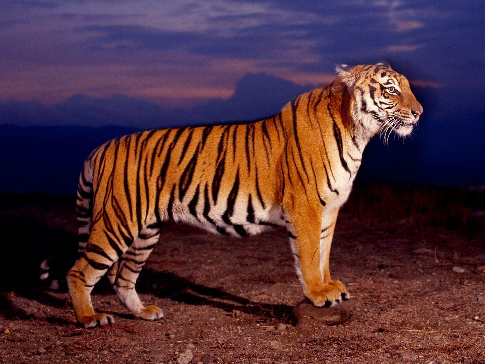 Indian Tiger Wallpapers - Top Free Indian Tiger Backgrounds ...