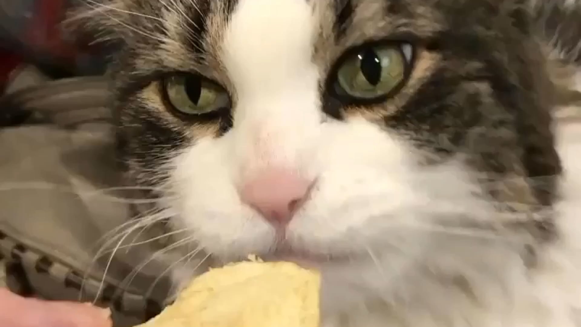 Cat Eating Chips Wallpapers - Top Free Cat Eating Chips Backgrounds ...