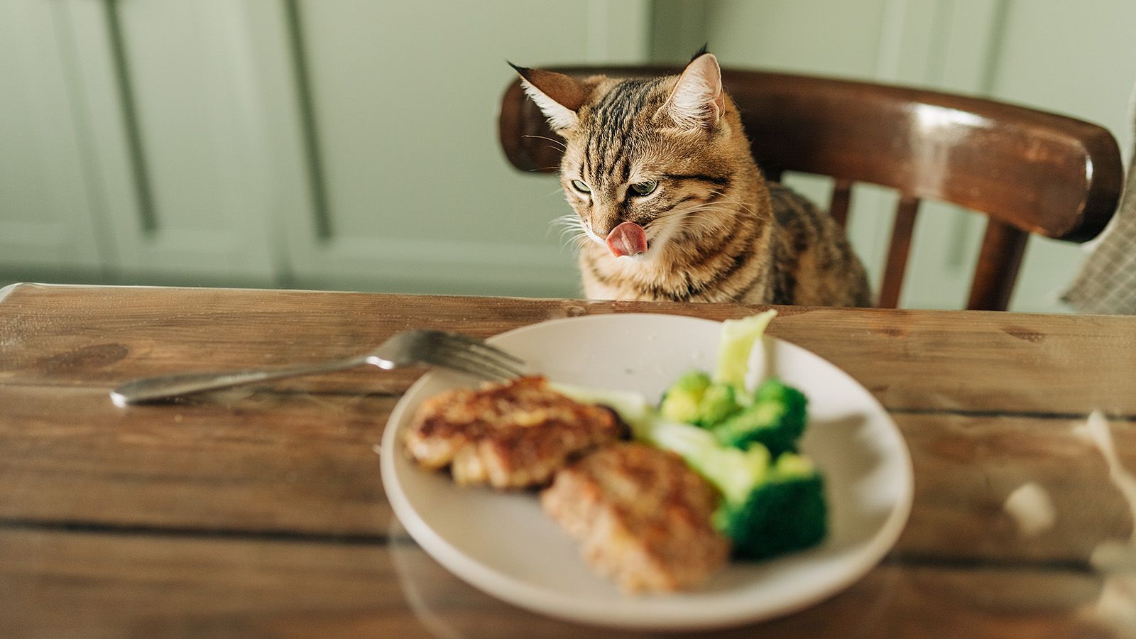 Cat Eating Chips Wallpapers - Top Free Cat Eating Chips Backgrounds ...