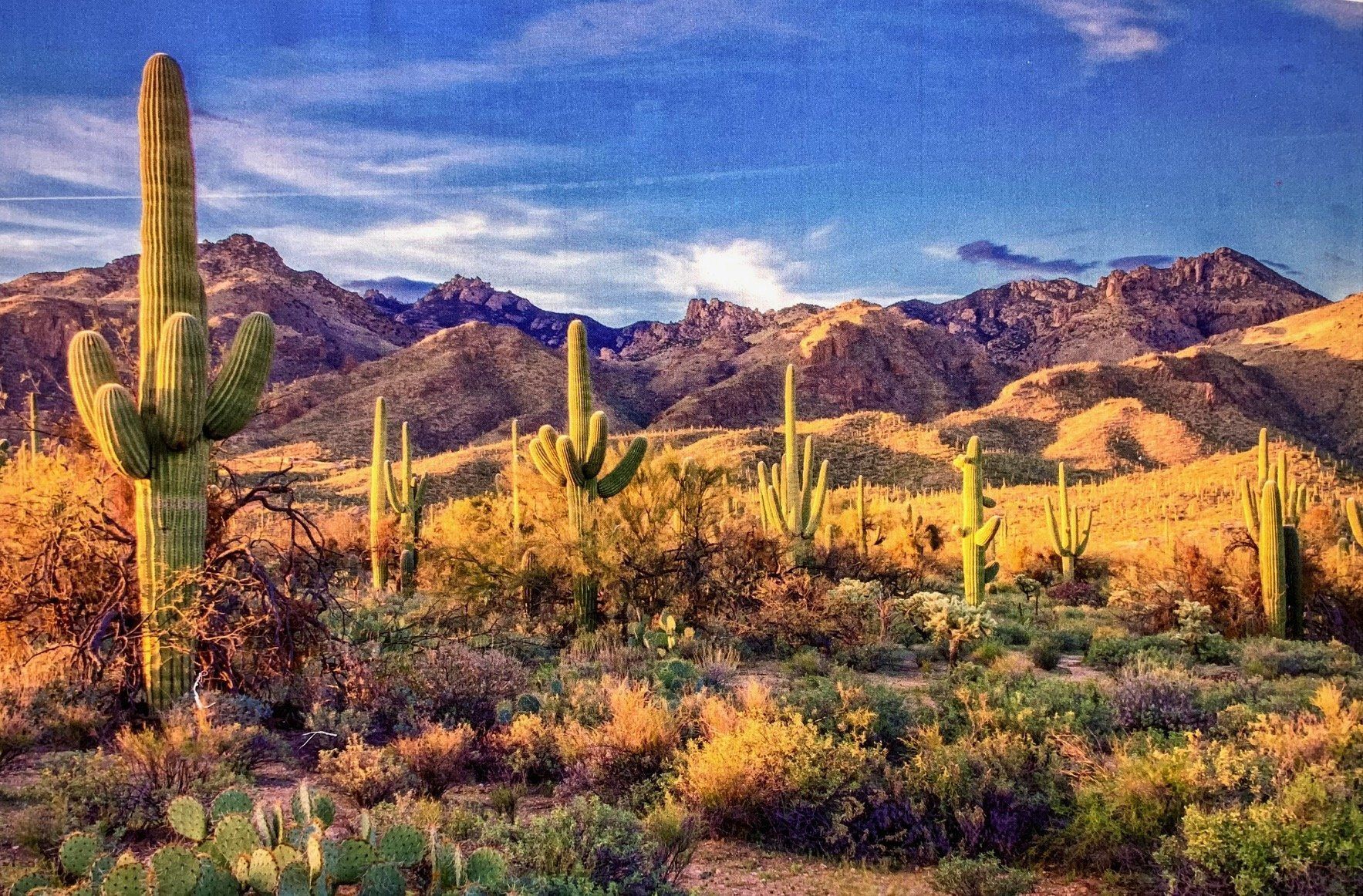 Saguaro National Park Wallpapers - Top Free Saguaro National Park ...