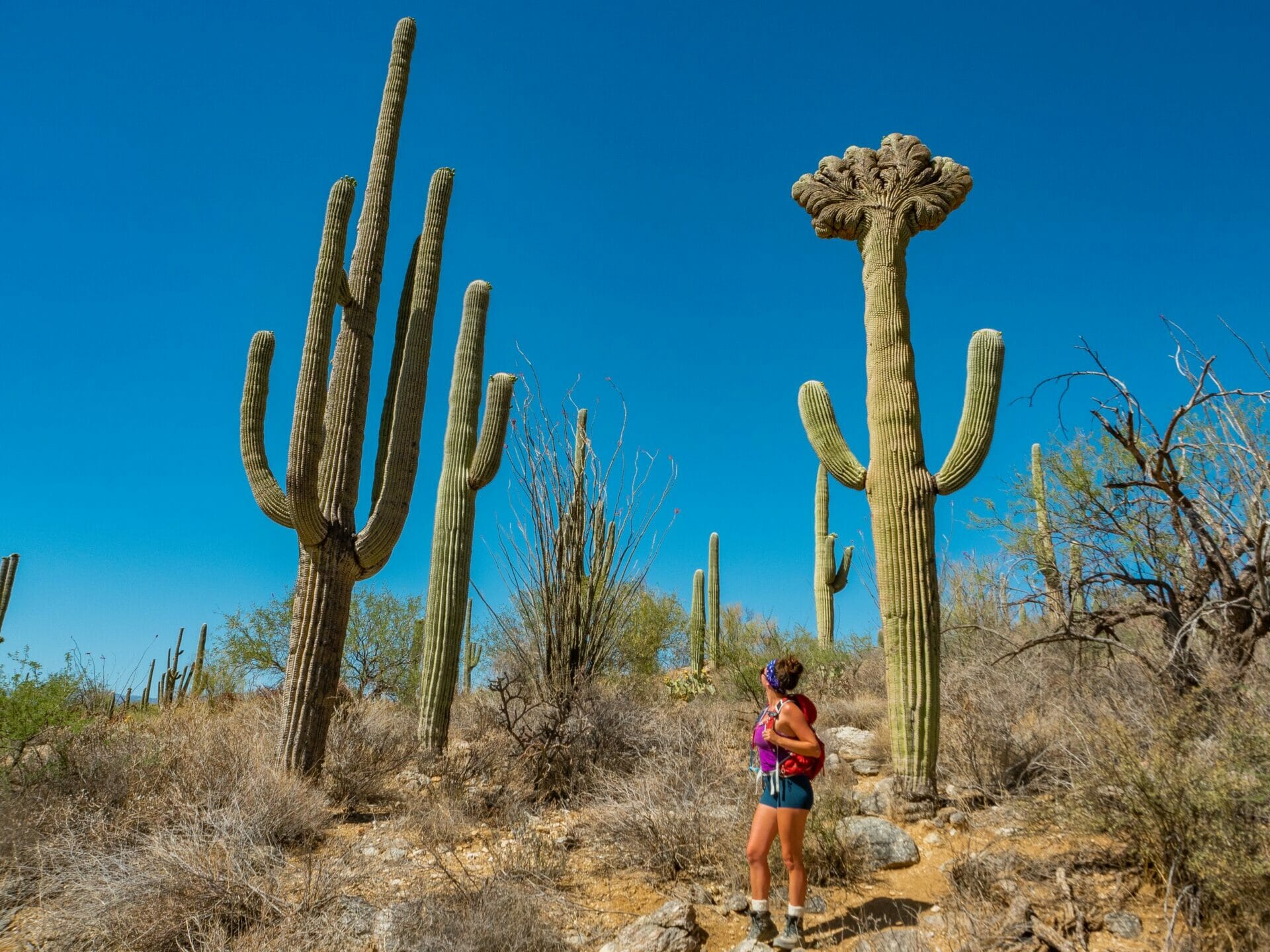 Saguaro National Park Wallpapers - Top Free Saguaro National Park ...
