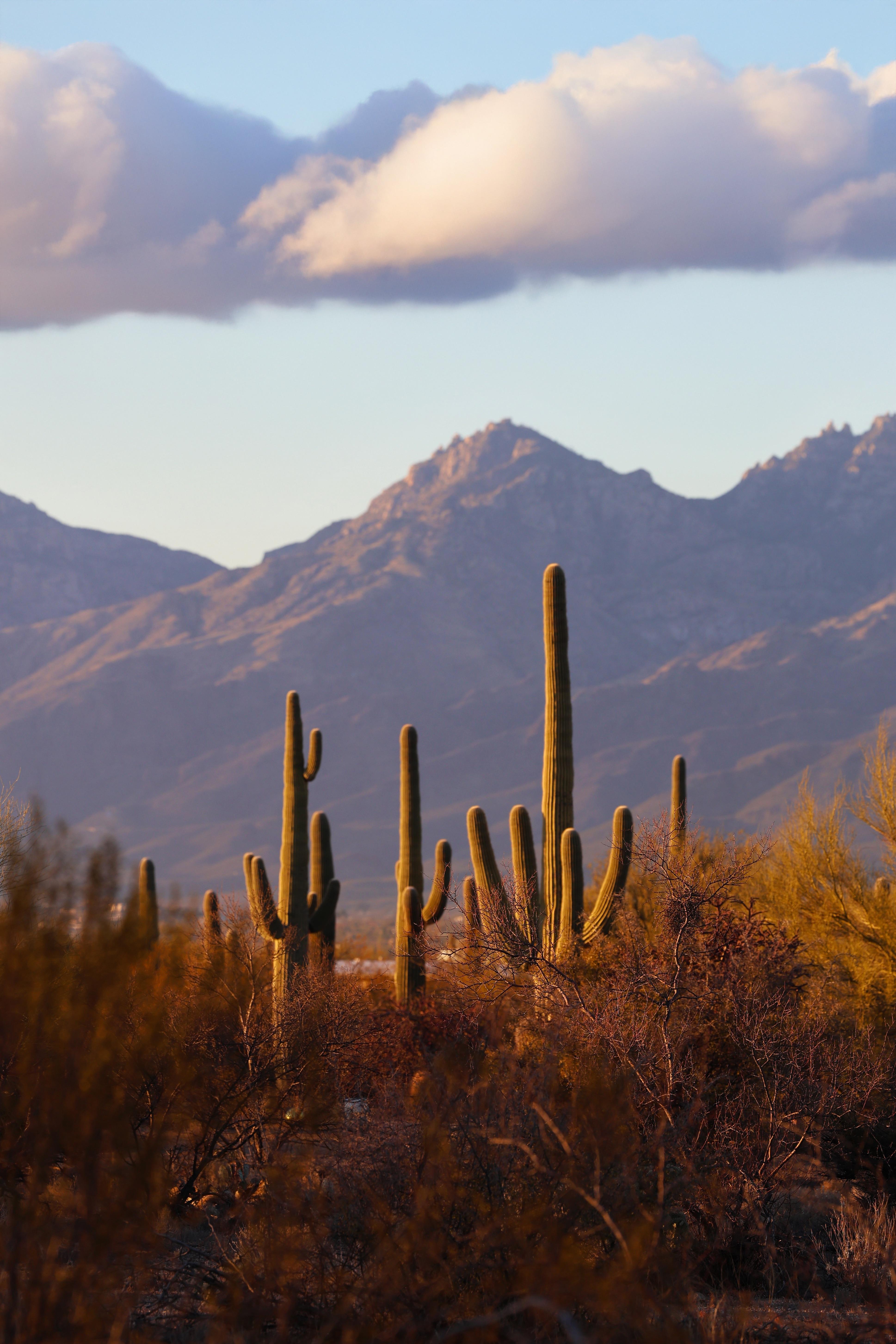 Saguaro National Park Wallpapers - Top Free Saguaro National Park ...