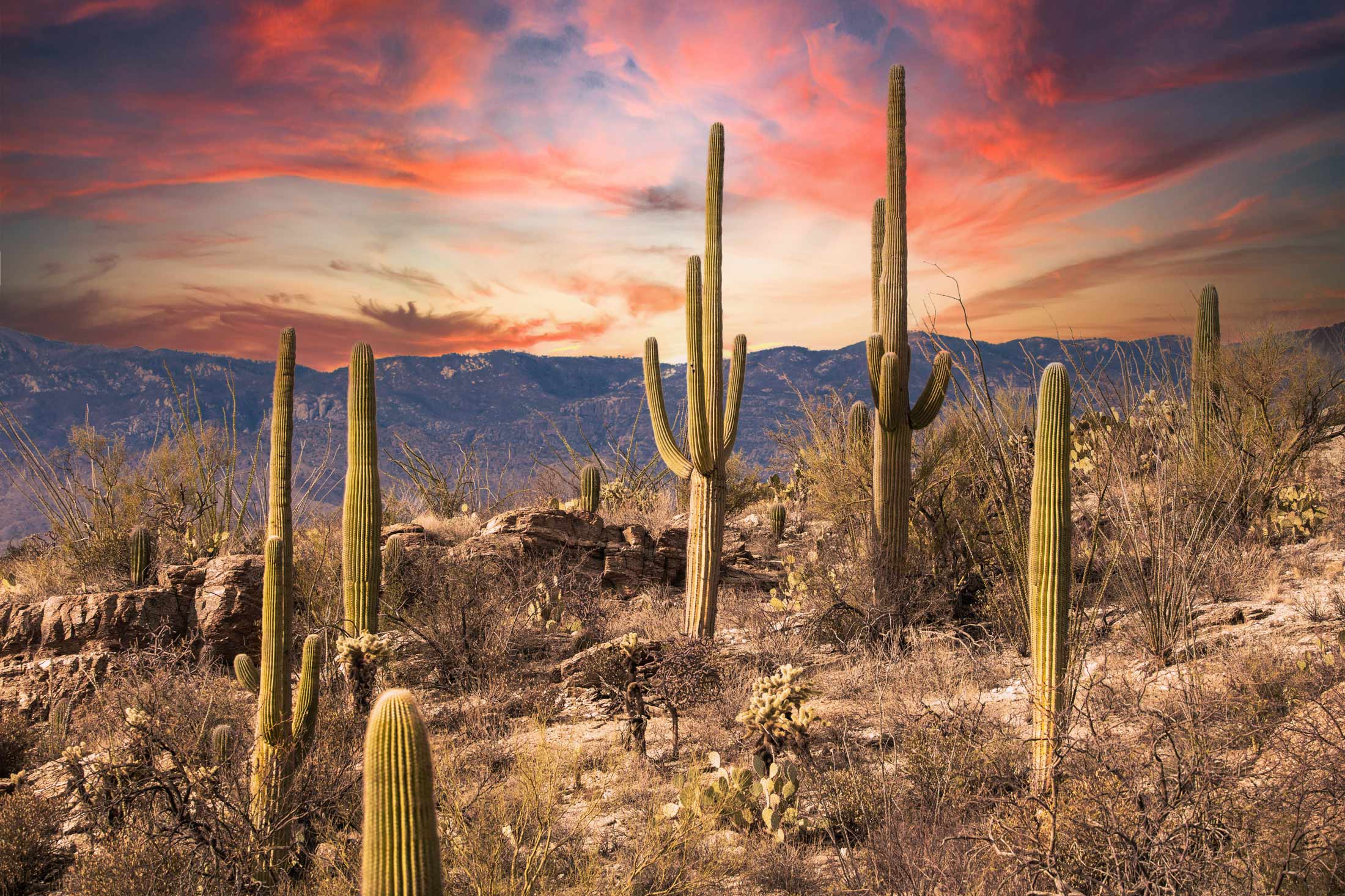 Saguaro National Park Wallpapers - Top Free Saguaro National Park ...