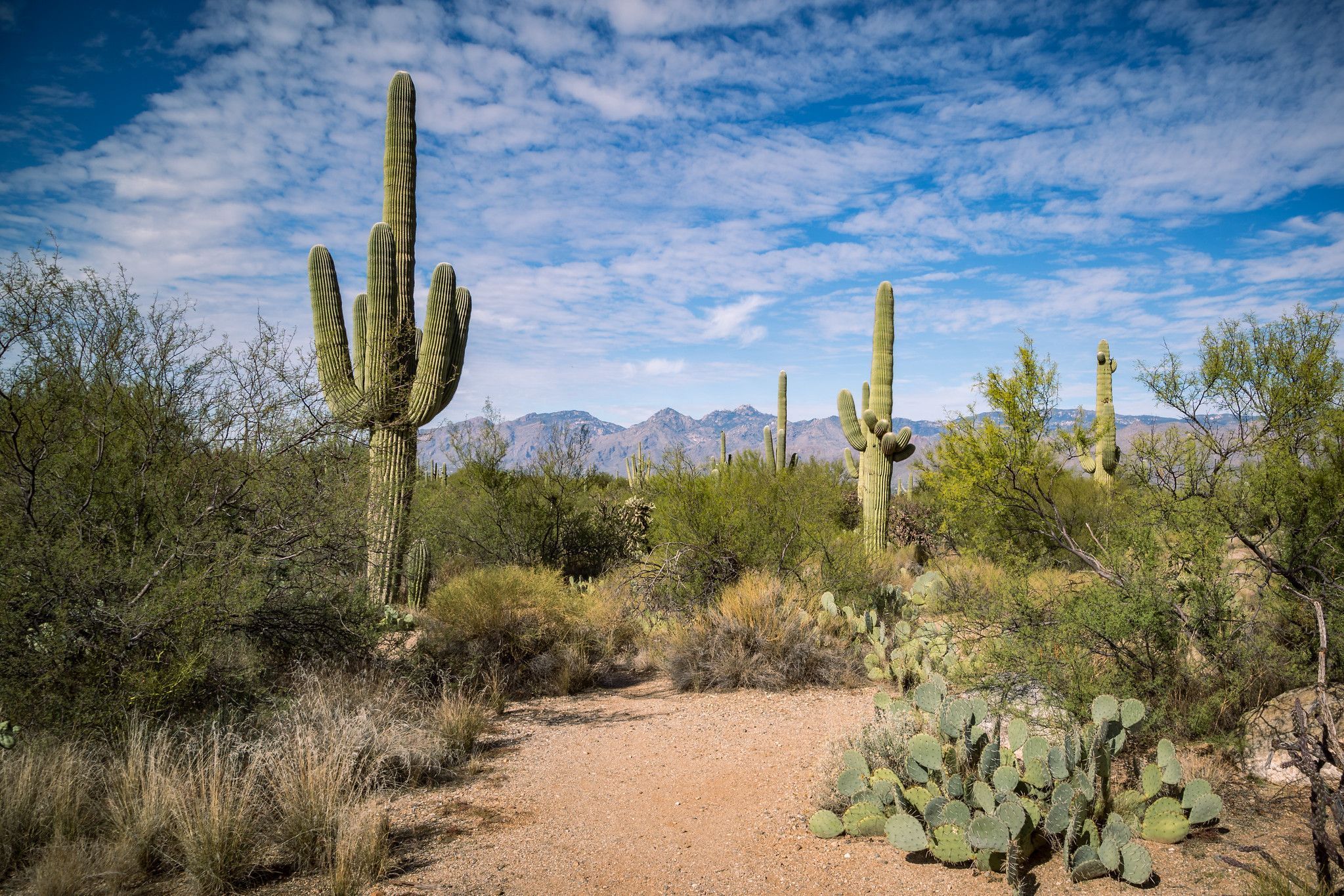 Saguaro National Park Wallpapers - Top Free Saguaro National Park ...