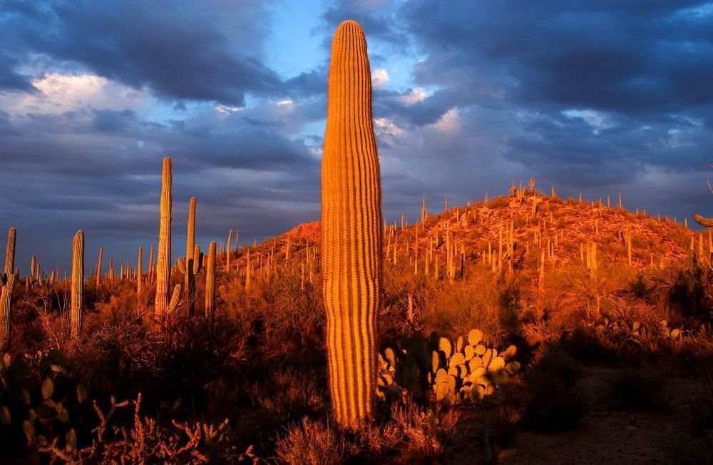 Saguaro National Park Wallpapers - Top Free Saguaro National Park ...