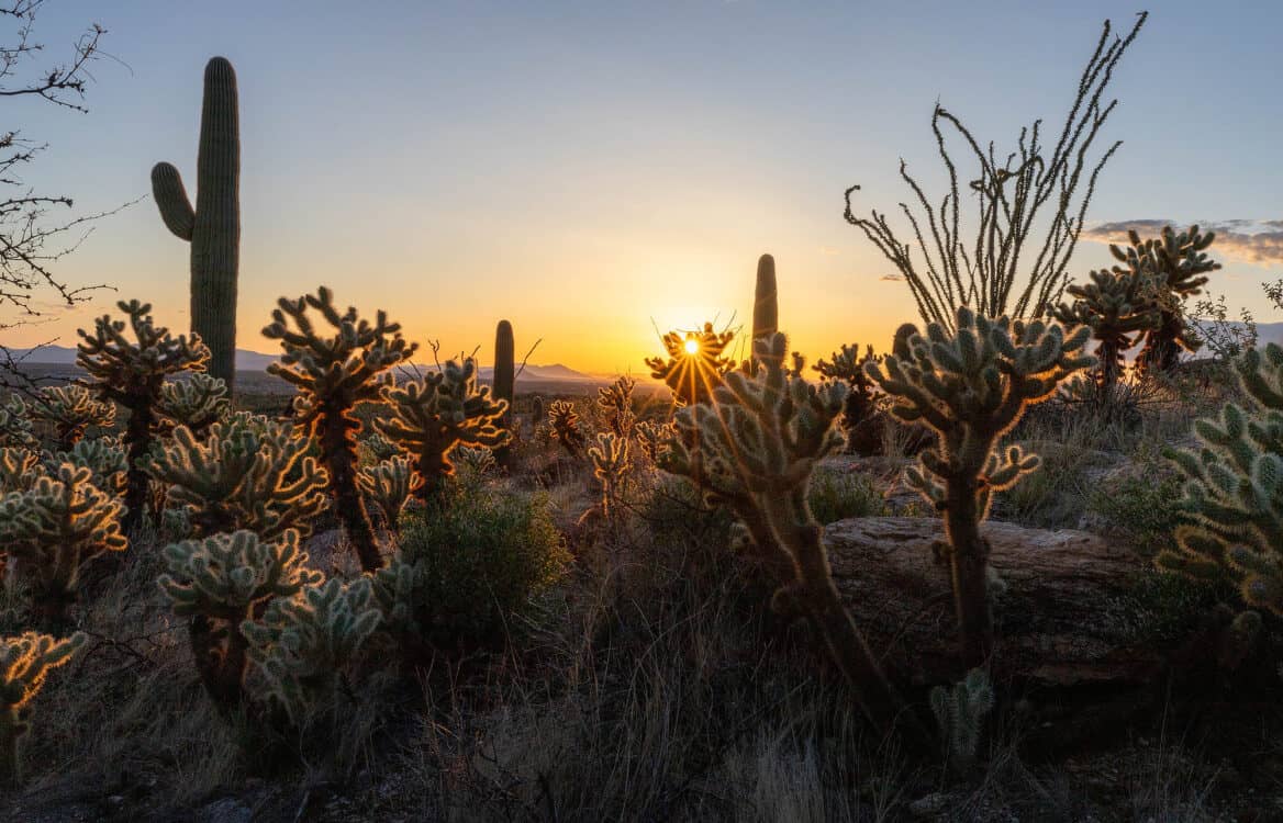 Saguaro National Park Wallpapers - Top Free Saguaro National Park ...