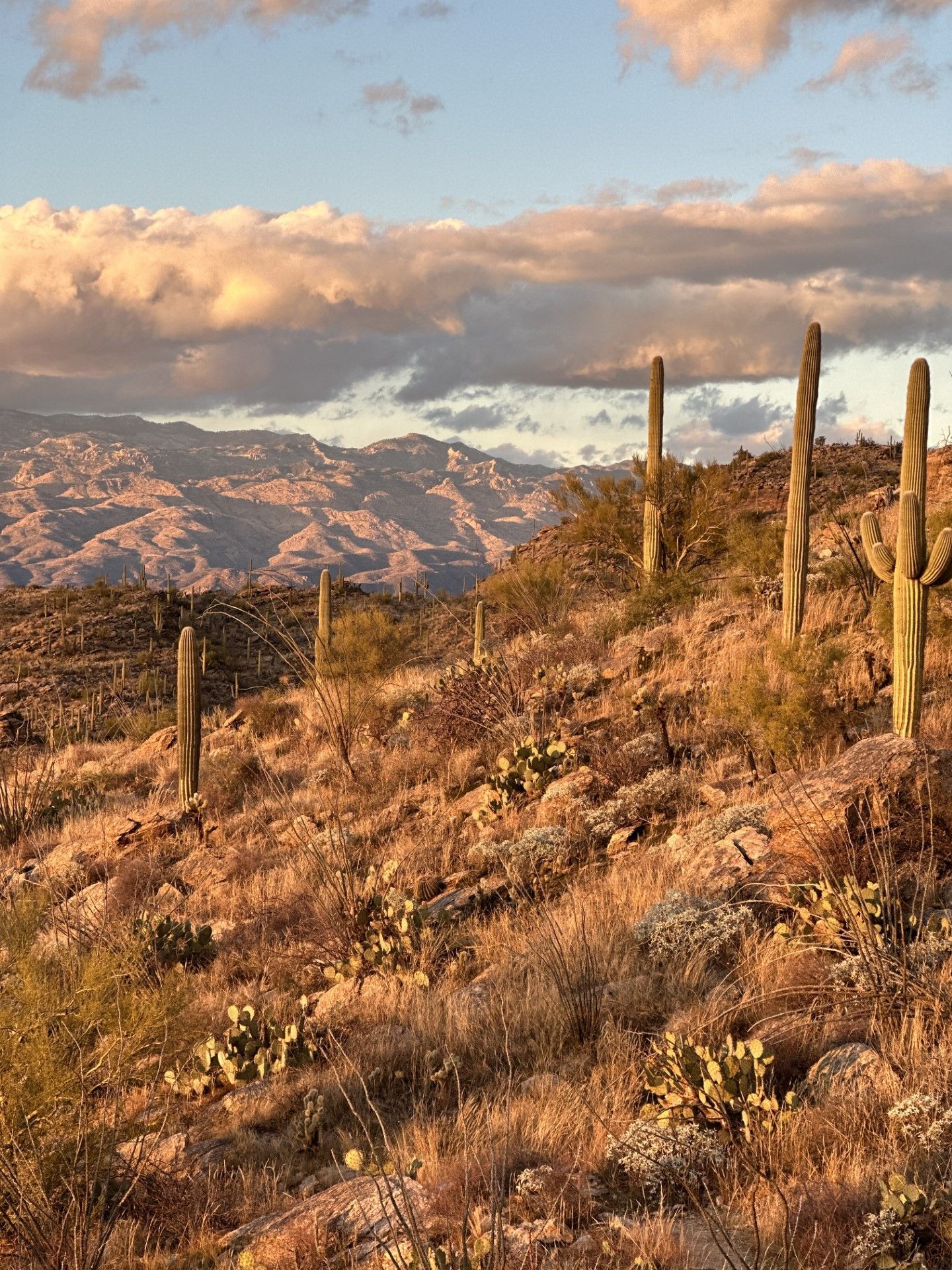 Saguaro National Park Wallpapers - Top Free Saguaro National Park ...