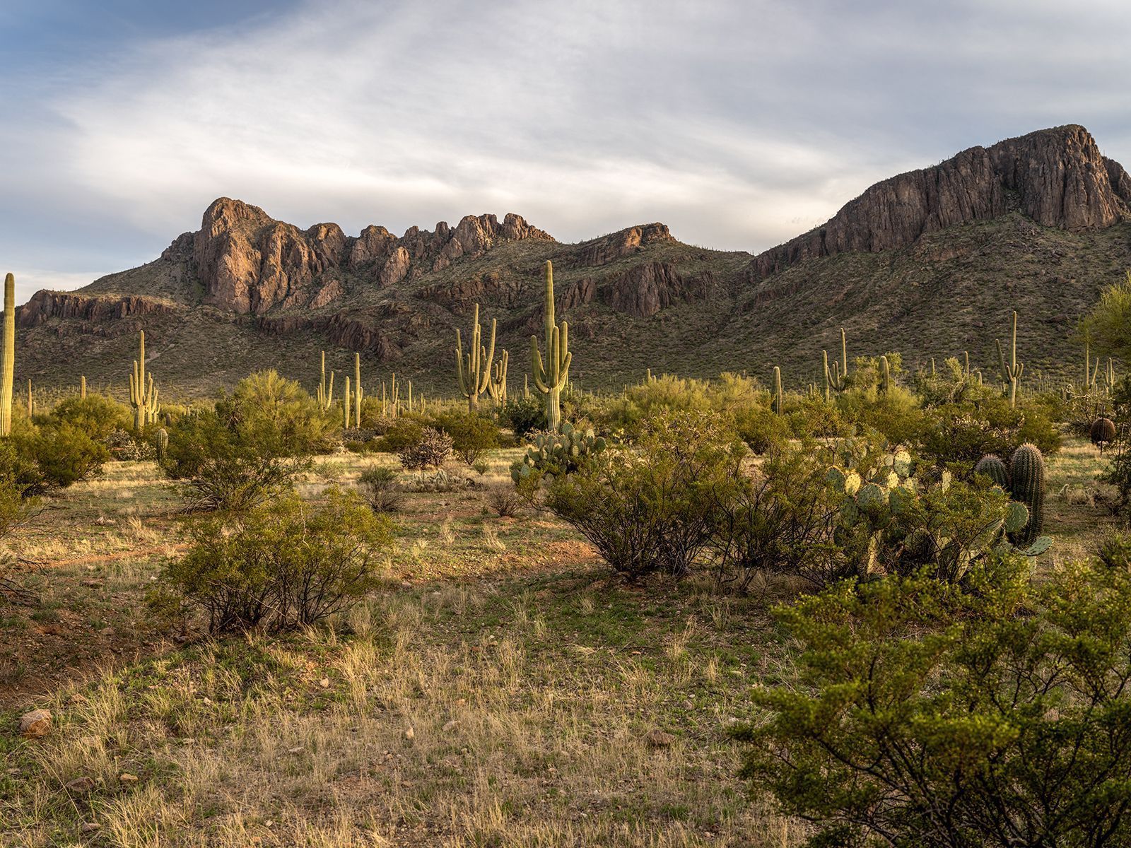 Saguaro National Park Wallpapers - Top Free Saguaro National Park ...
