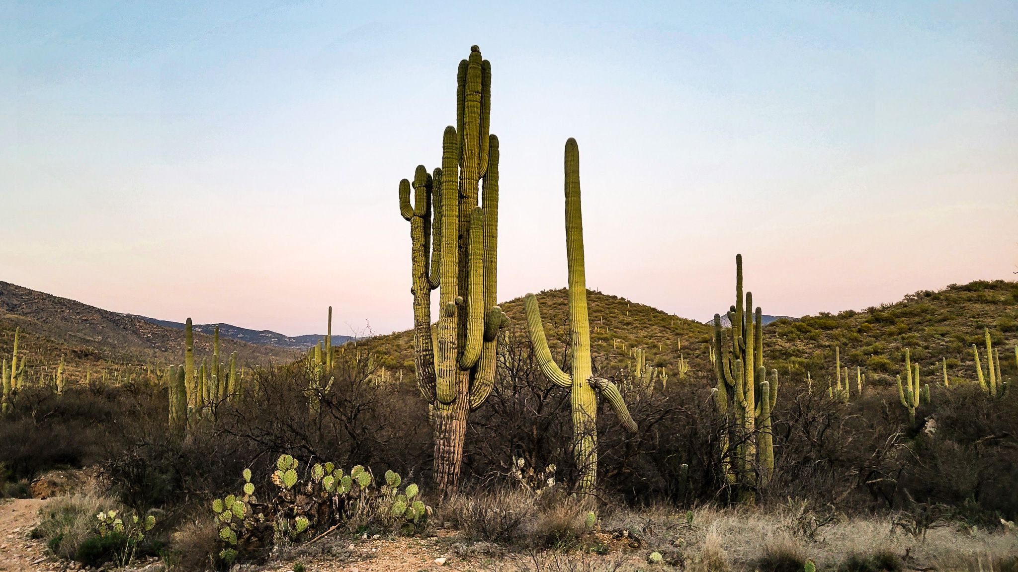 Saguaro National Park Wallpapers - Top Free Saguaro National Park ...